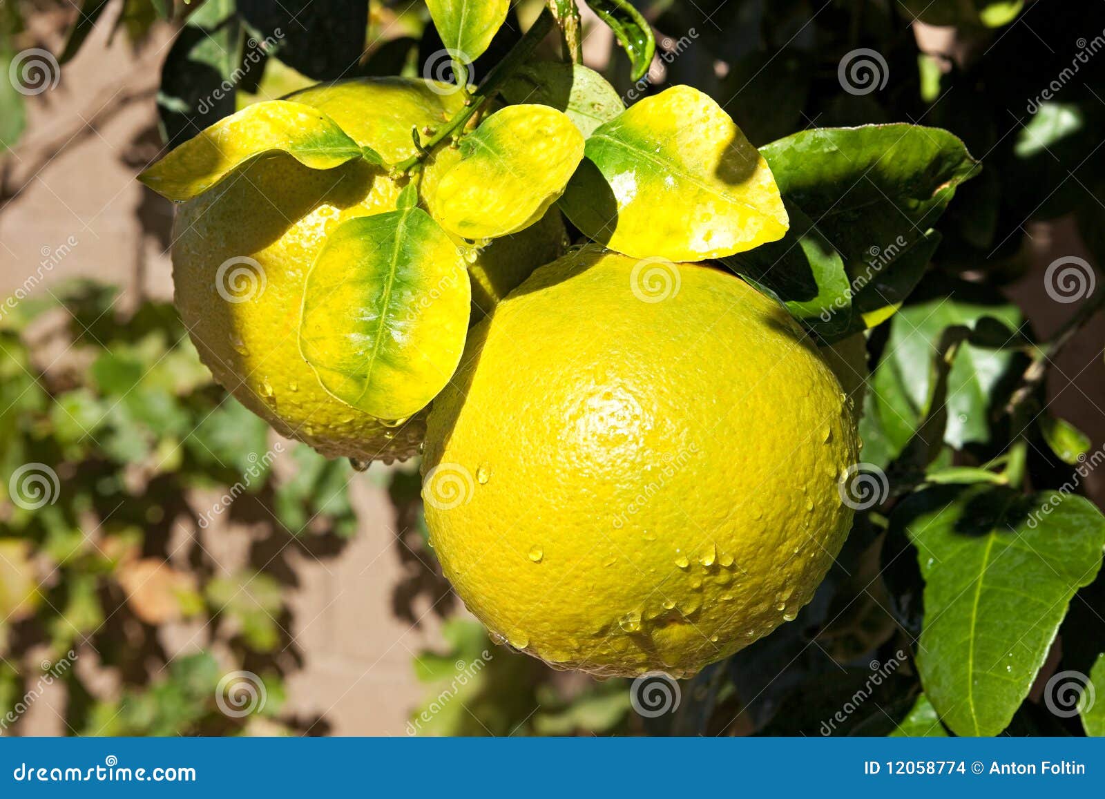 Pompelmo fotografia stock. Immagine di fogli, agricoltura - 12058774