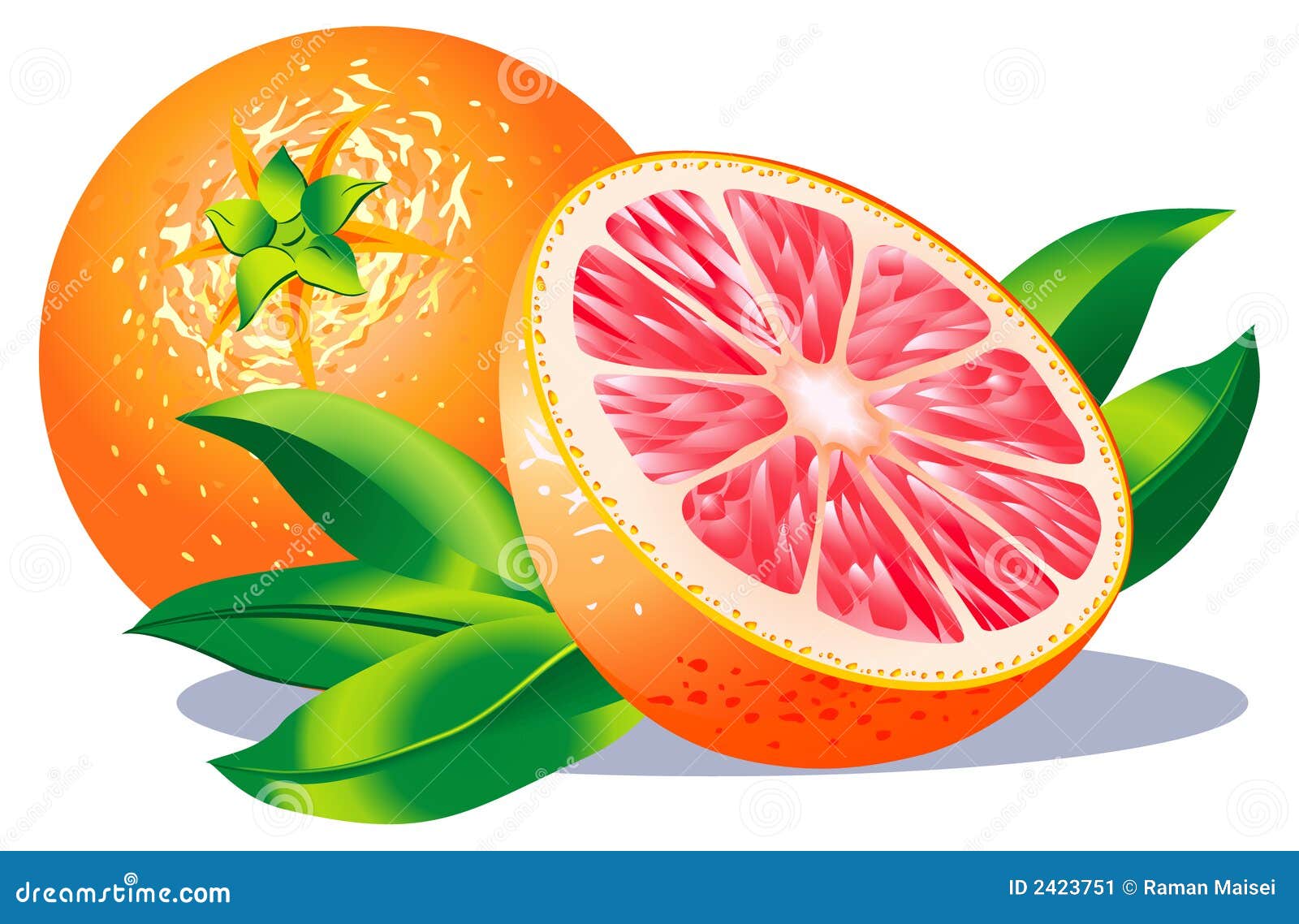 Pompelmo illustrazione vettoriale. Illustrazione di inceppamento - 2423751