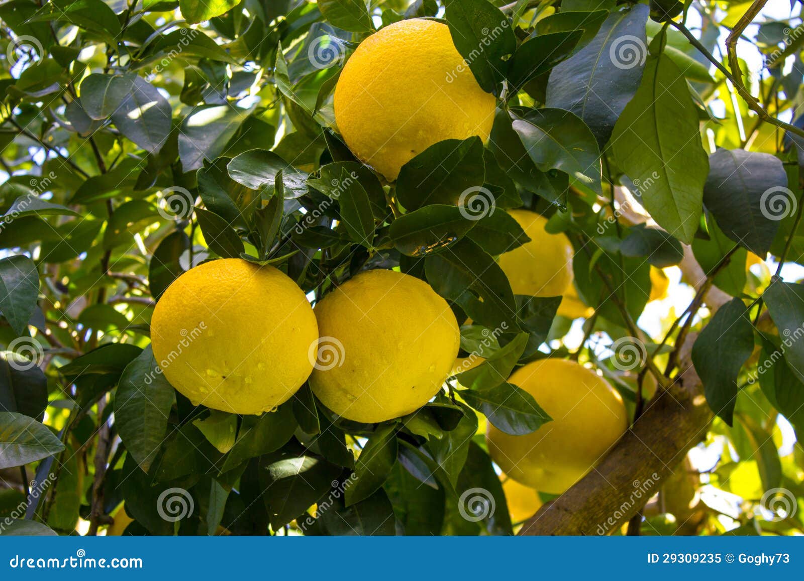 Pompelmo immagine stock. Immagine di medicina, salute - 29309235