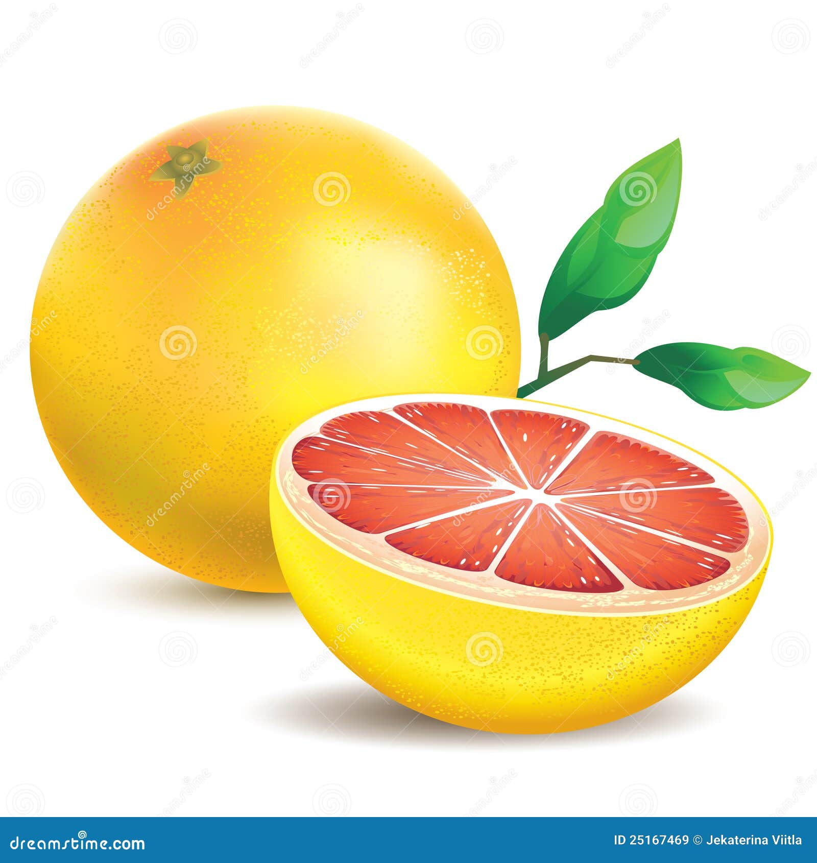 Pompelmo dentellare illustrazione vettoriale. Illustrazione di rosa ...