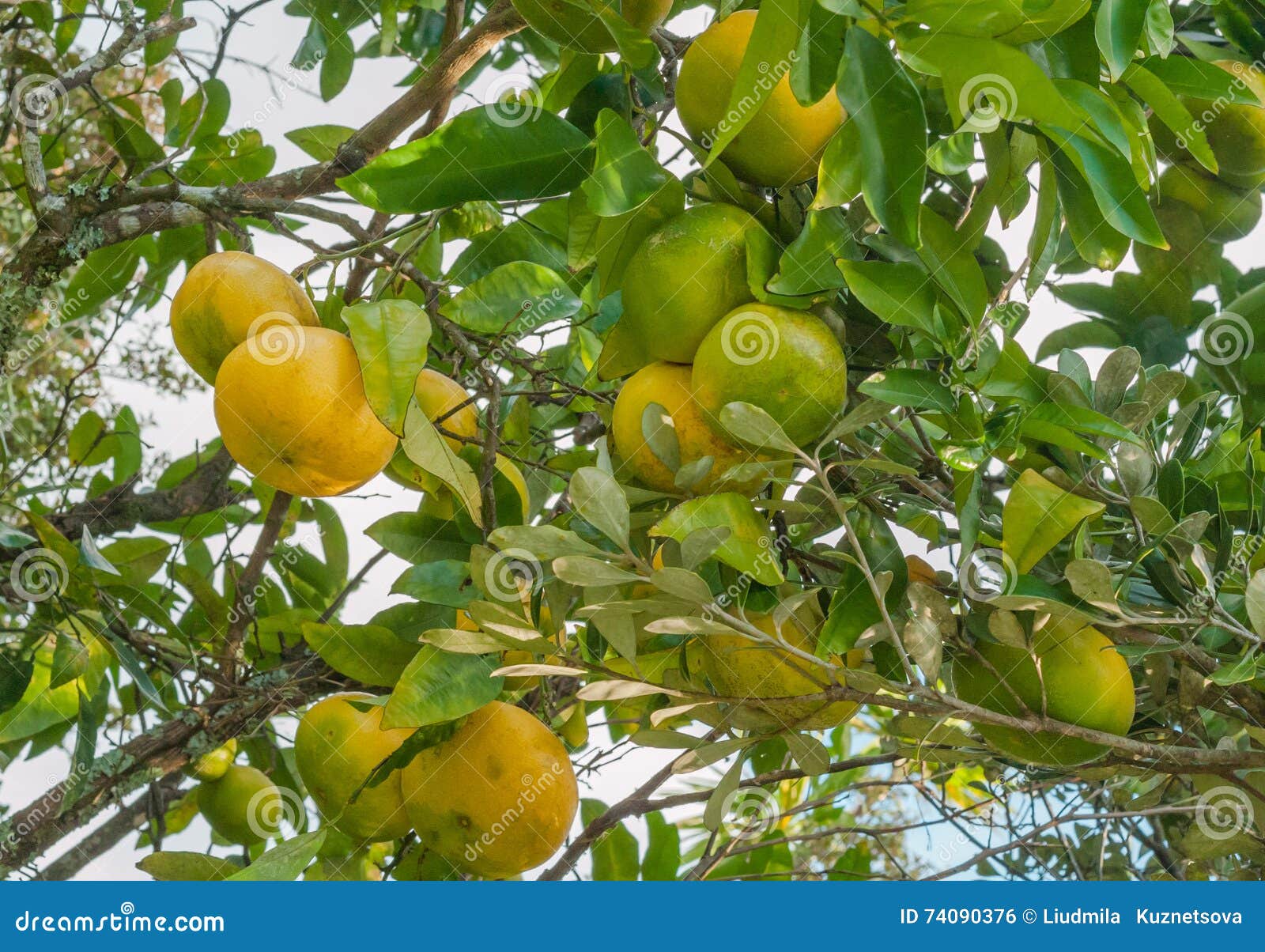 Pompelmo Maturo Su Un Albero Fotografia Stock - Immagine di appendere ...