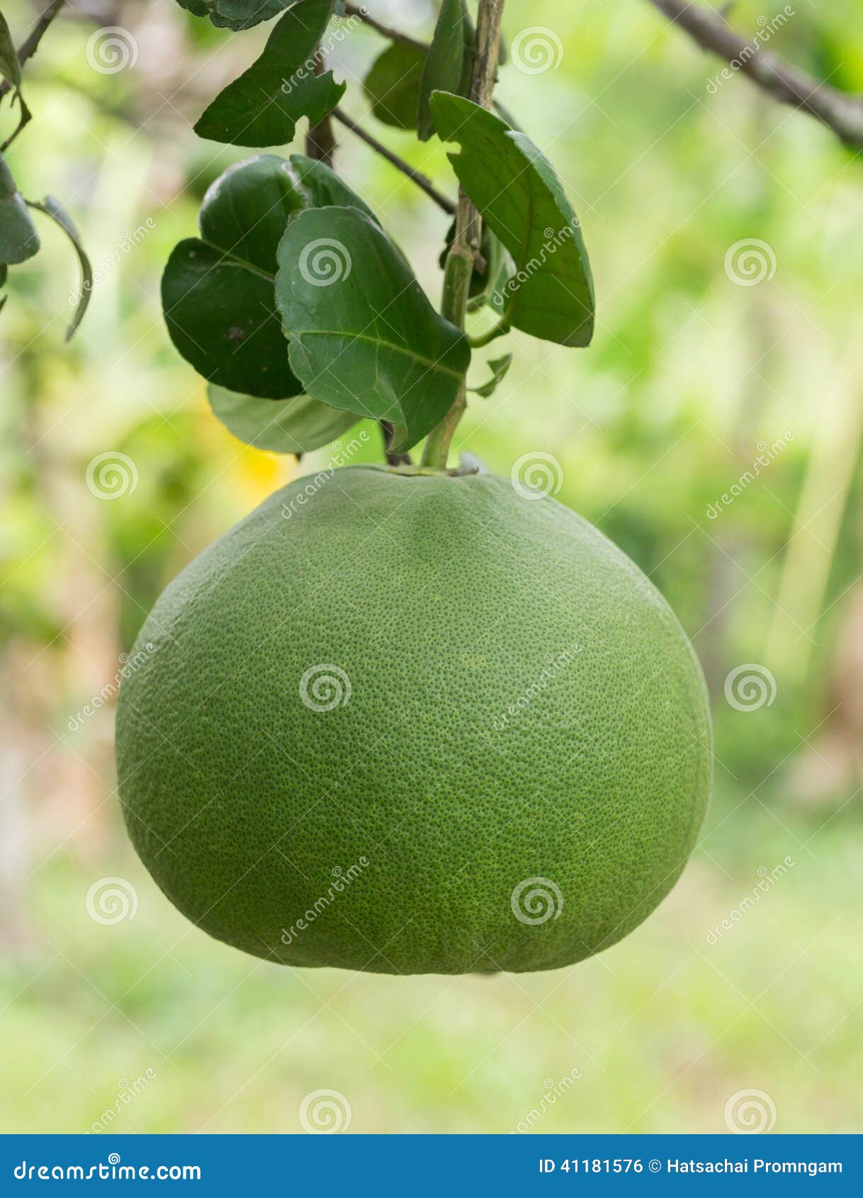 Pompelmo verde fotografia stock. Immagine di squisito - 41181576