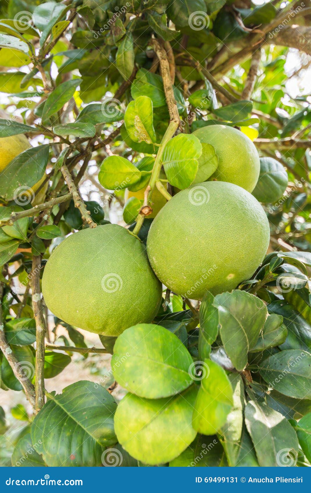 Pompelmo verde sull'albero immagine stock. Immagine di alimento - 69499131