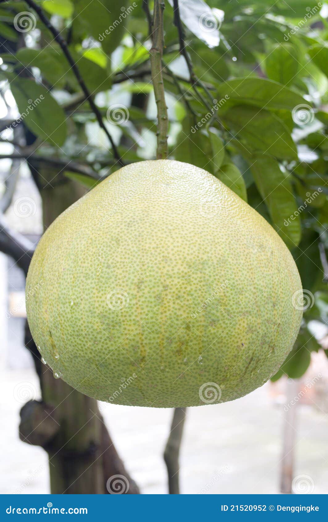 Pompelmoes stock foto. Image of vers, verser, sappig - 21520952