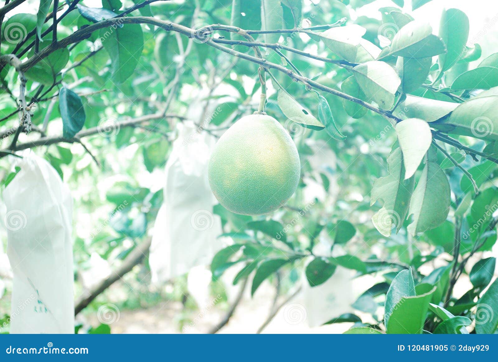 Pompelmoes Het Hangen Op Boom Stock Afbeelding - Image of boom, zomer ...