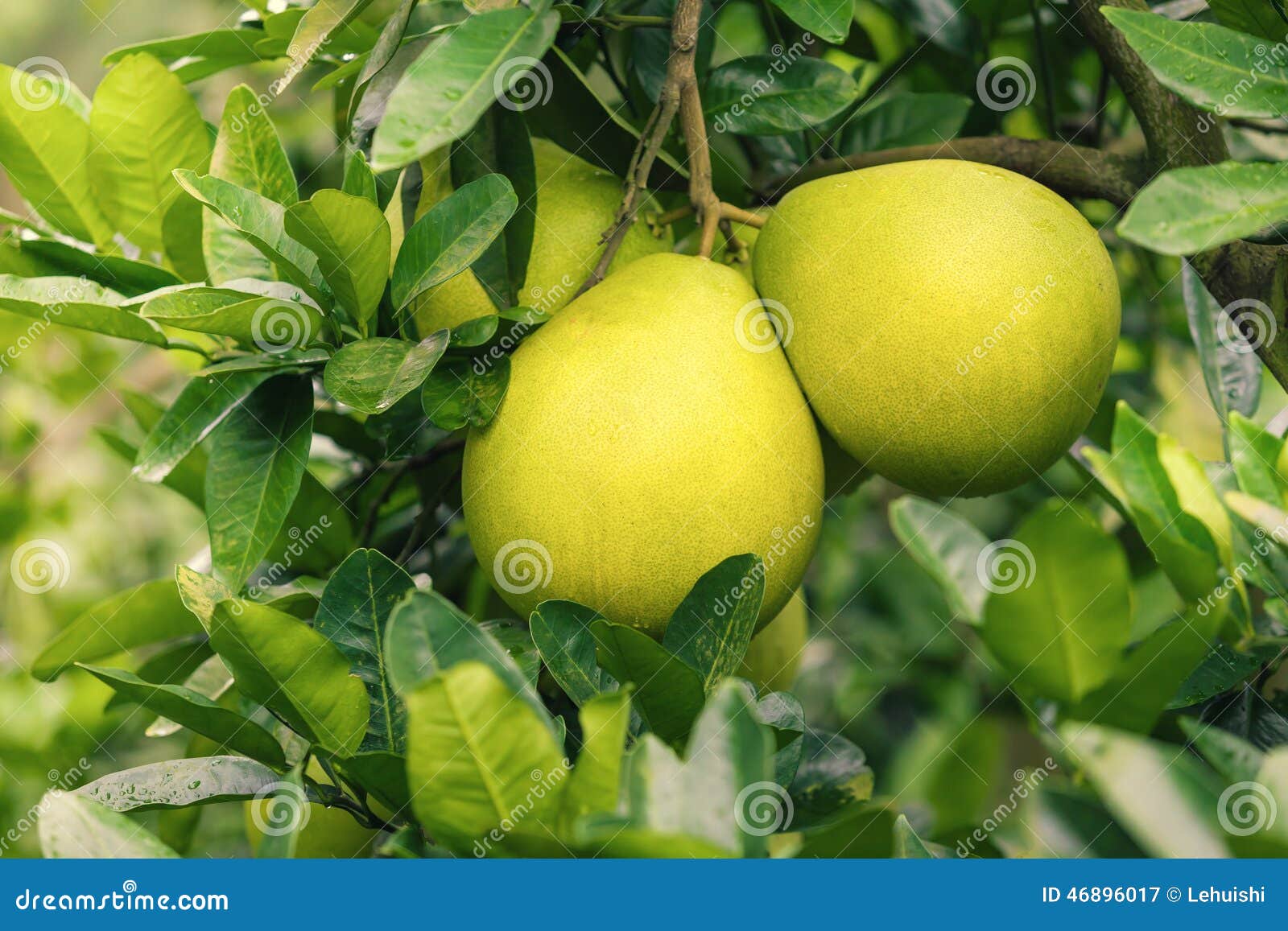 Pompelmoes Het Hangen Op Boom Stock Afbeelding - Image of sinaasappel ...