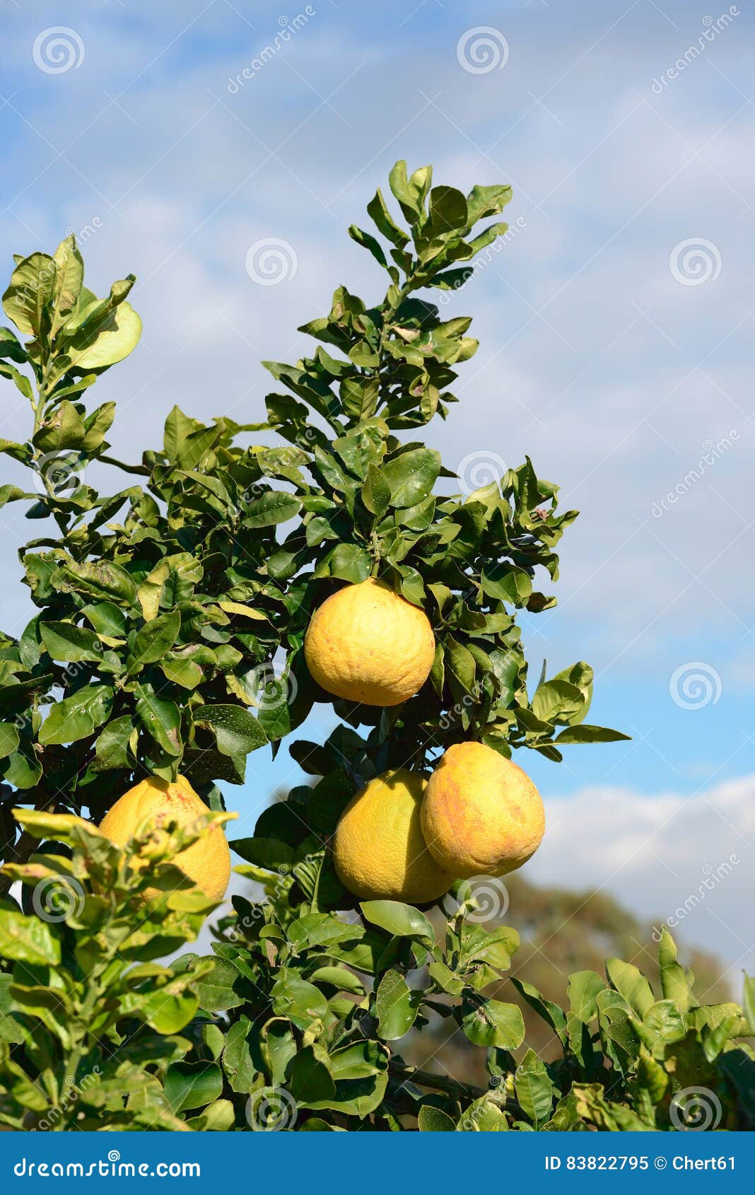 Pompelmoesfruit op de boom stock afbeelding. Image of exotisch - 83822795