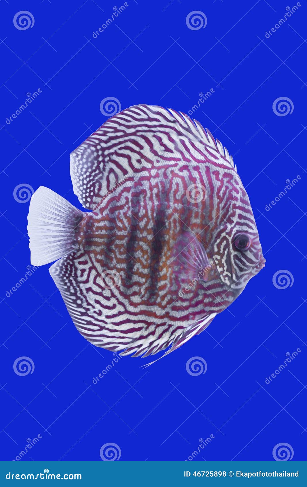 Pompidou Fish Royalty-Free Stock Photography | CartoonDealer.com #46725131