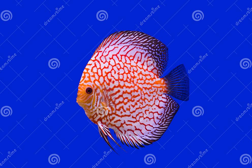 Pompadour fish stock photo. Image of closeup, amazon - 51934382