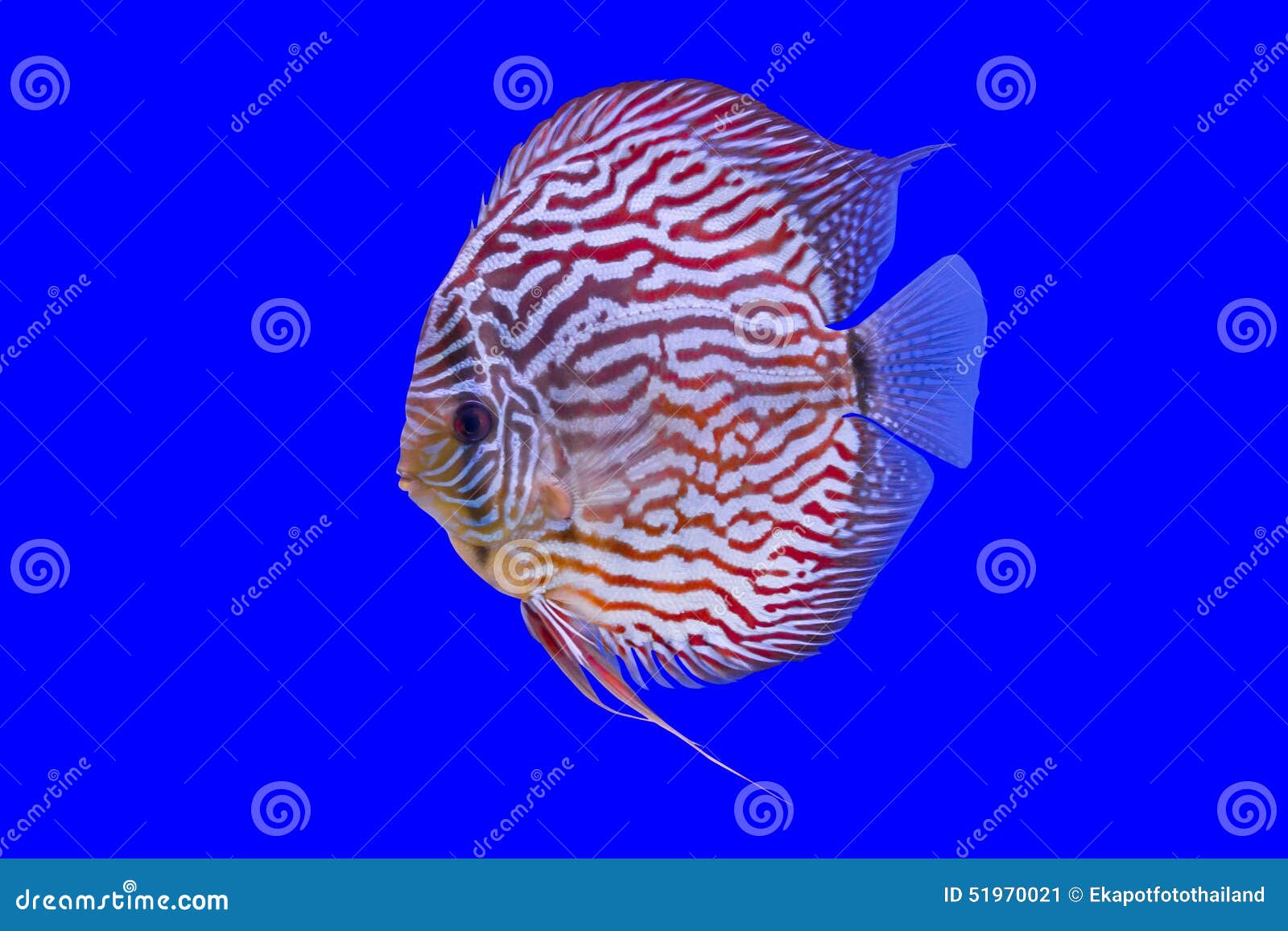 Pompidou Fish Royalty-Free Stock Photography | CartoonDealer.com #46725131