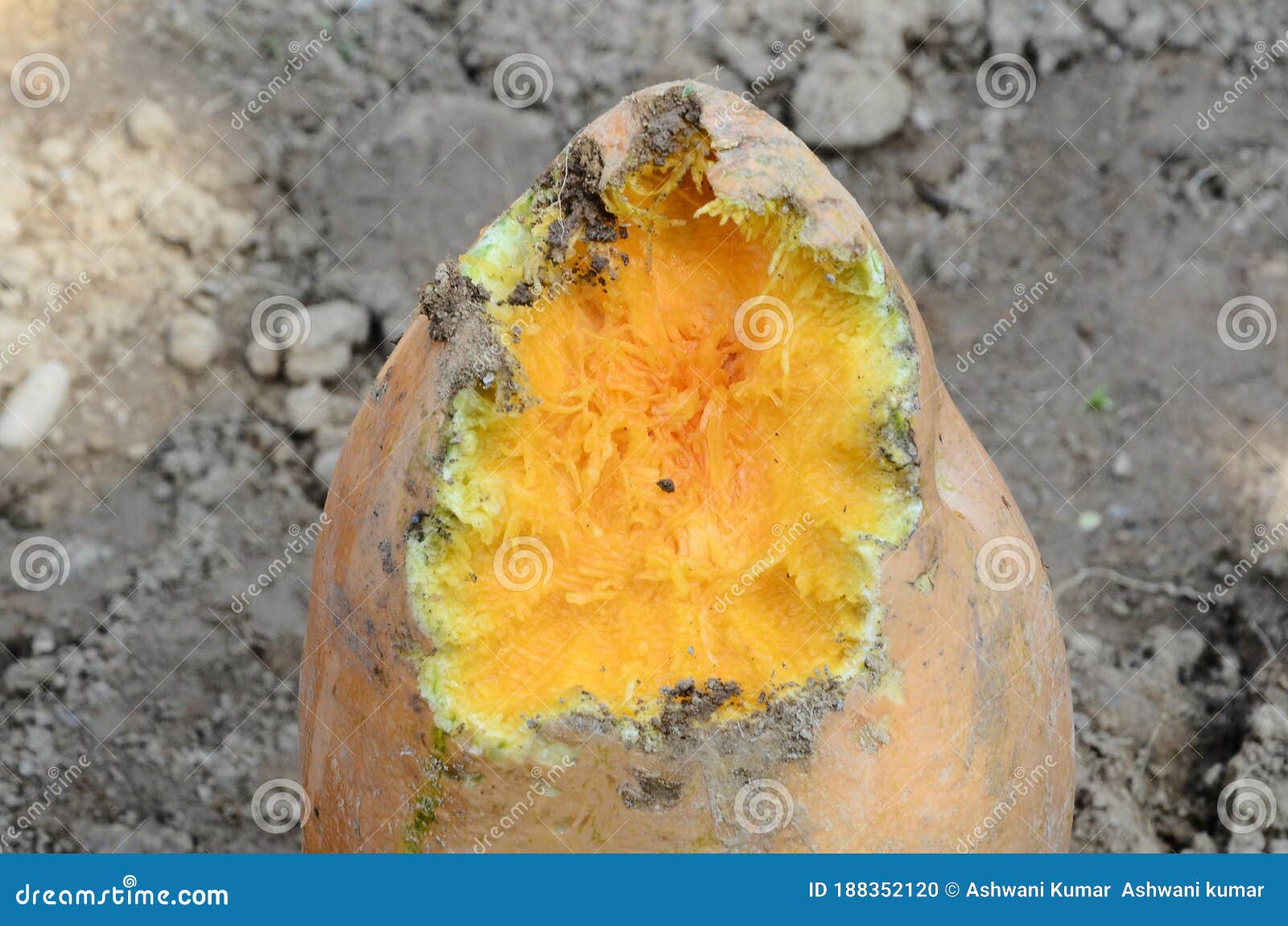 Pumpkeen in an Agricultural Field Stock Photo - Image of perennial ...