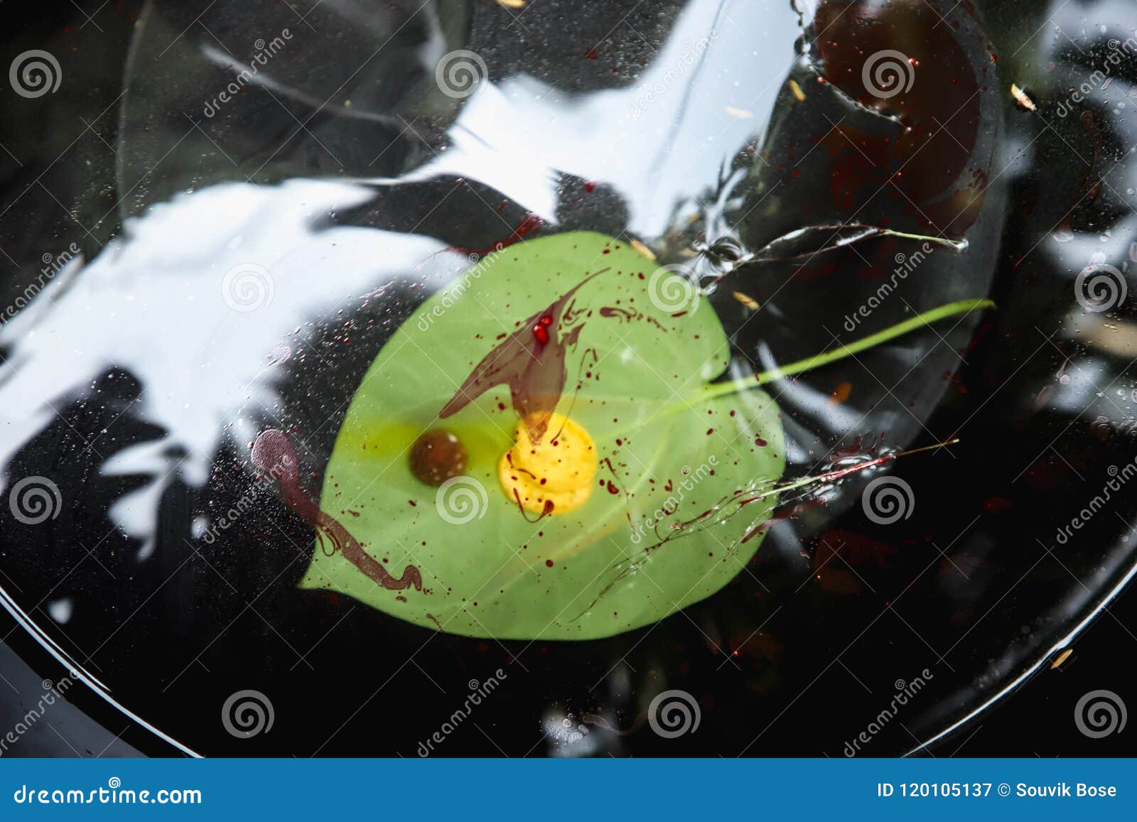 Pomplate stock image. Image of leaf, pond, betel, pomplate - 120105137