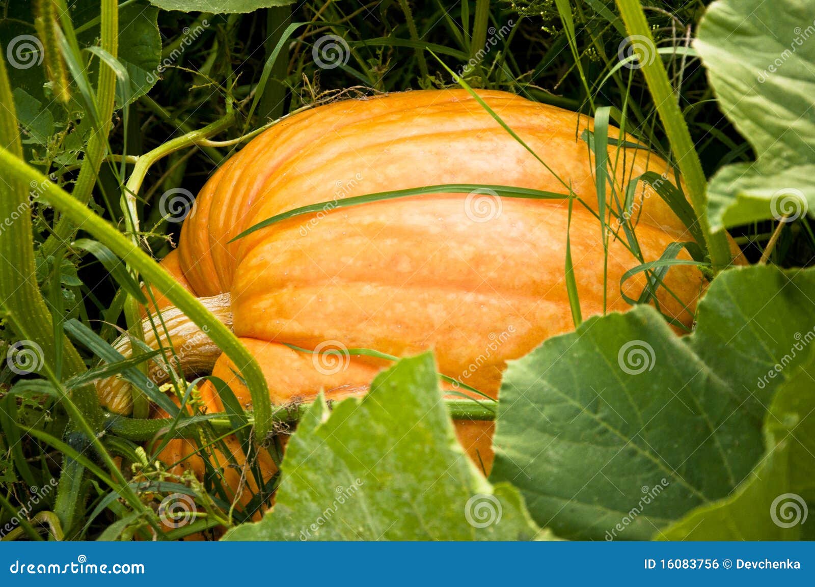 Pompoen stock foto. Image of gras, pompoen, tuin, plantaardig - 16083756