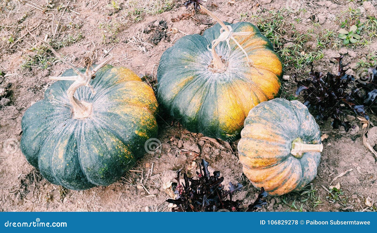 Pompoenen stock foto. Image of zoet, voedsel, pompoen - 106829278