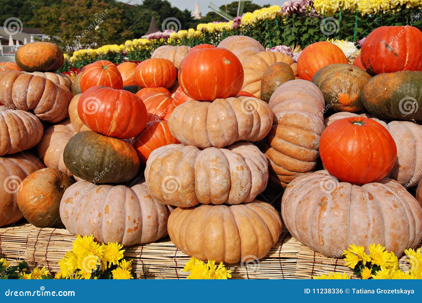Pompoenen stock foto. Image of velen, herfst, vakantie - 11238336