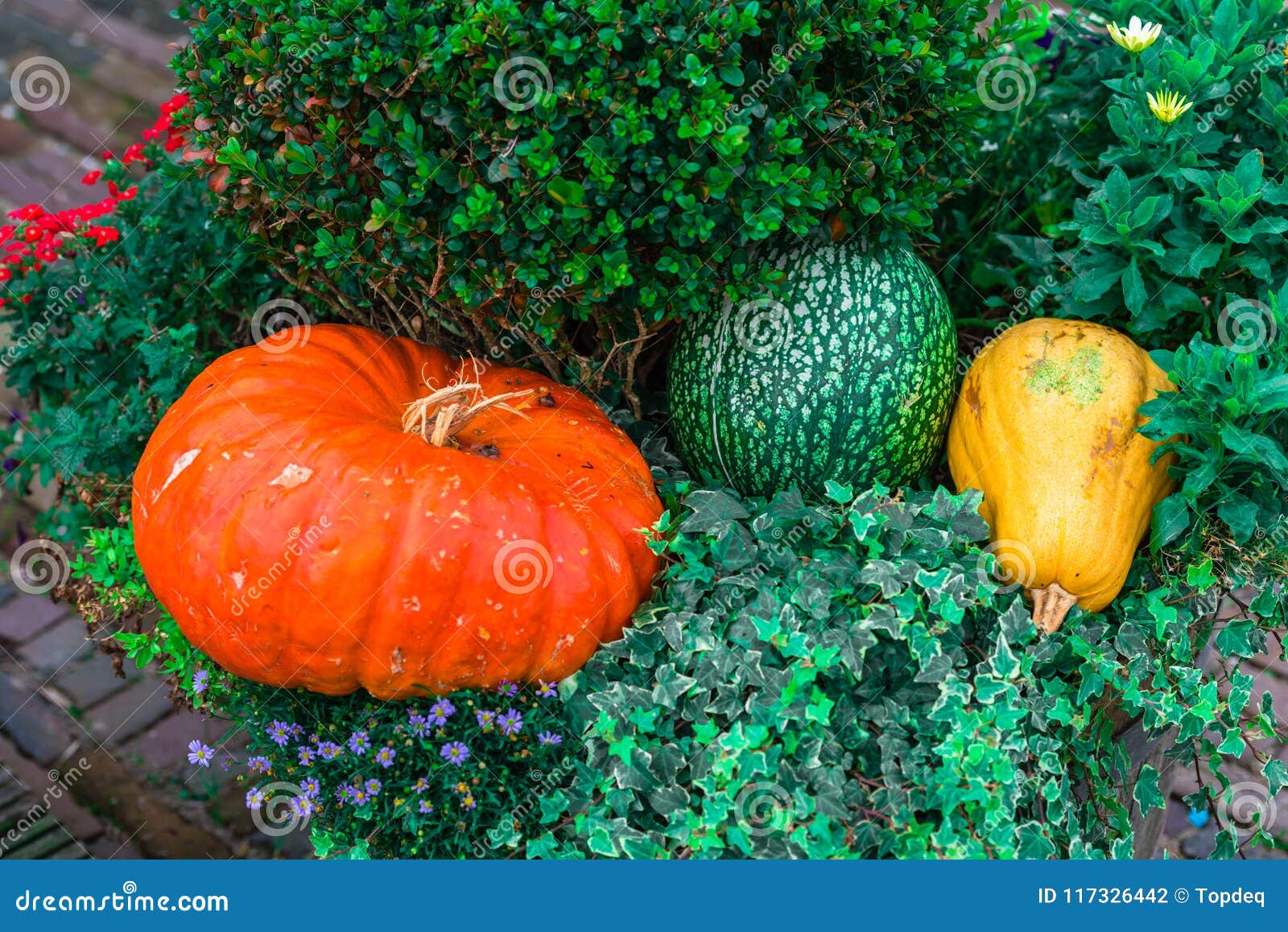 Pompoenen stock foto. Image of buiten, kleur, voedsel - 117326442