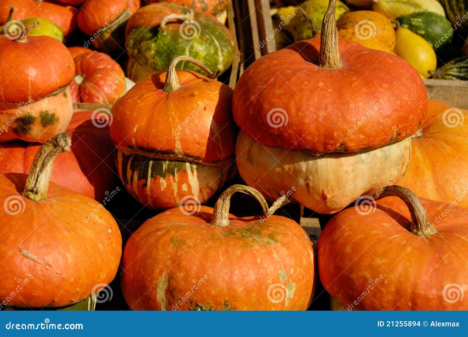 Pompoenen stock foto. Afbeelding bestaande uit close - 21255894