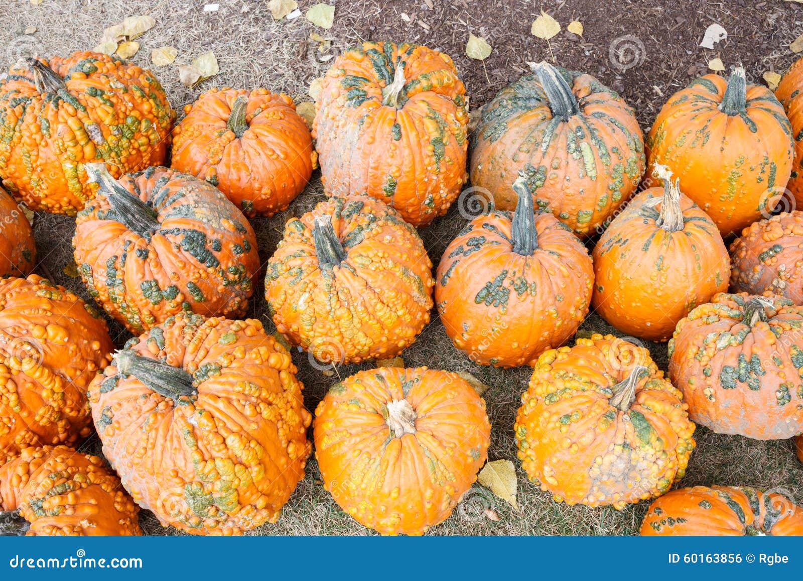 Pompoenen stock foto. Image of nave, voedsel, leuk, landbouwbedrijf ...