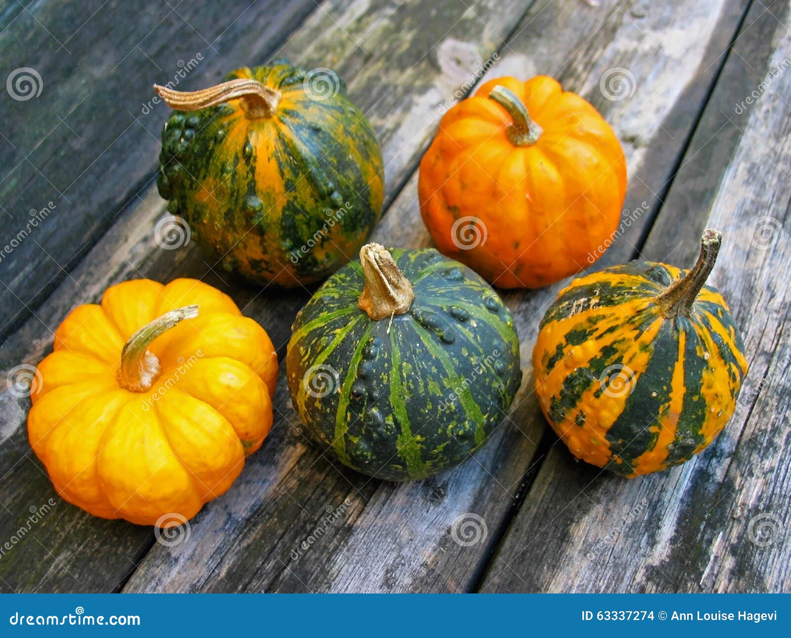 Pompoenen stock foto. Image of groen, pompoenen, plantaardig - 63337274
