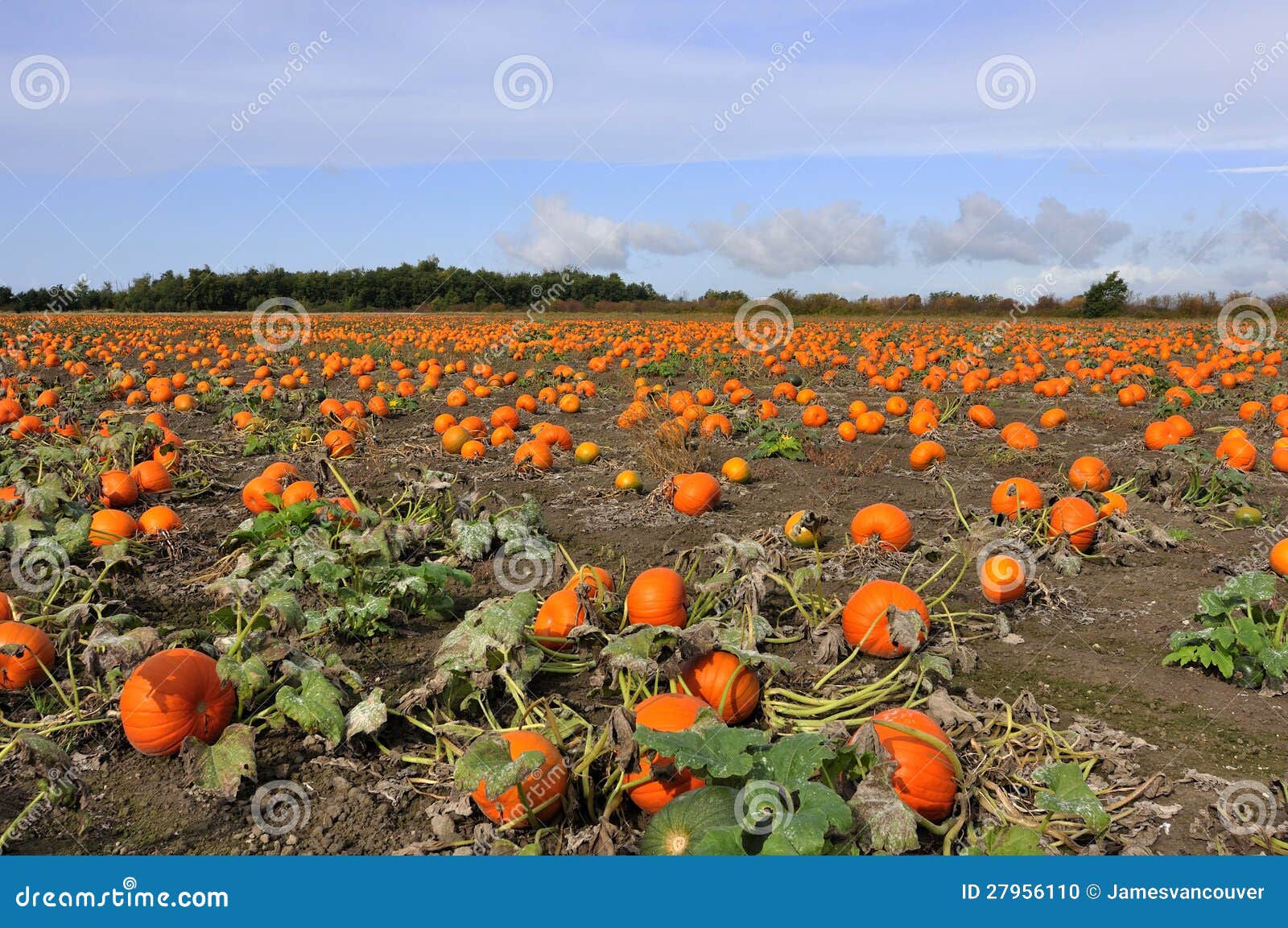 Pompoenen Die Op Het Gebied Oogsten Stock Foto - Image of gouden ...