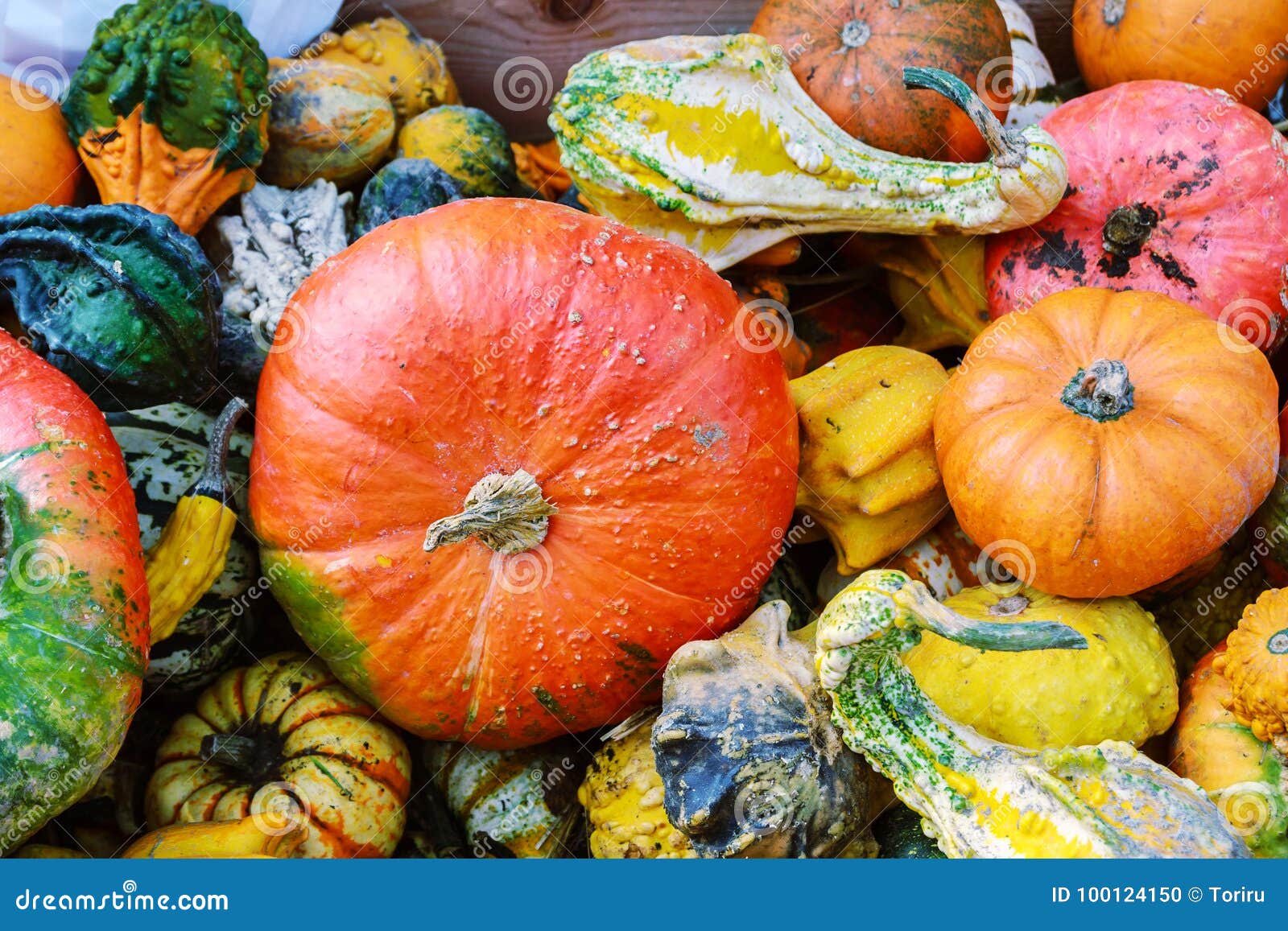 Pompoenen en Pompoenen stock foto. Image of oktober - 100124150