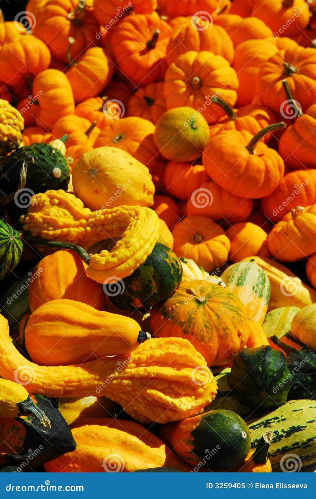 Pompoenen en pompoenen stock afbeelding. Image of landbouwers - 3259405