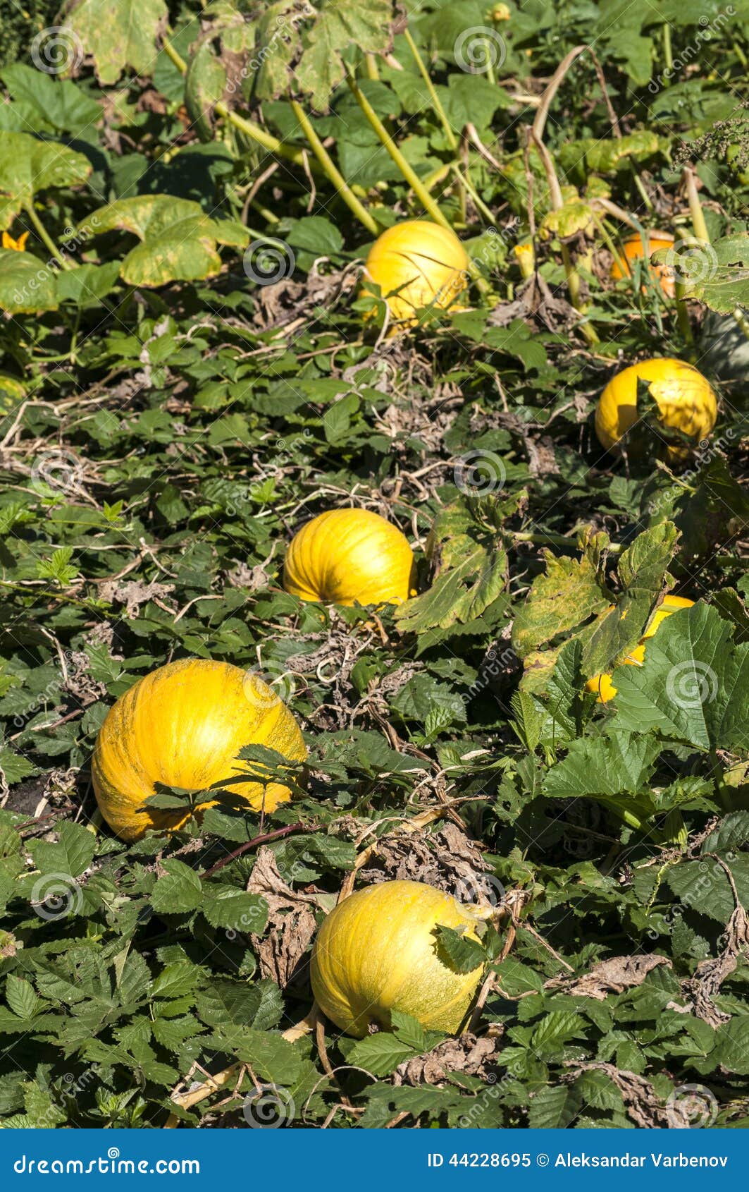 Pompoenen in Landelijke Moestuin Stock Afbeelding - Image of seizoen ...