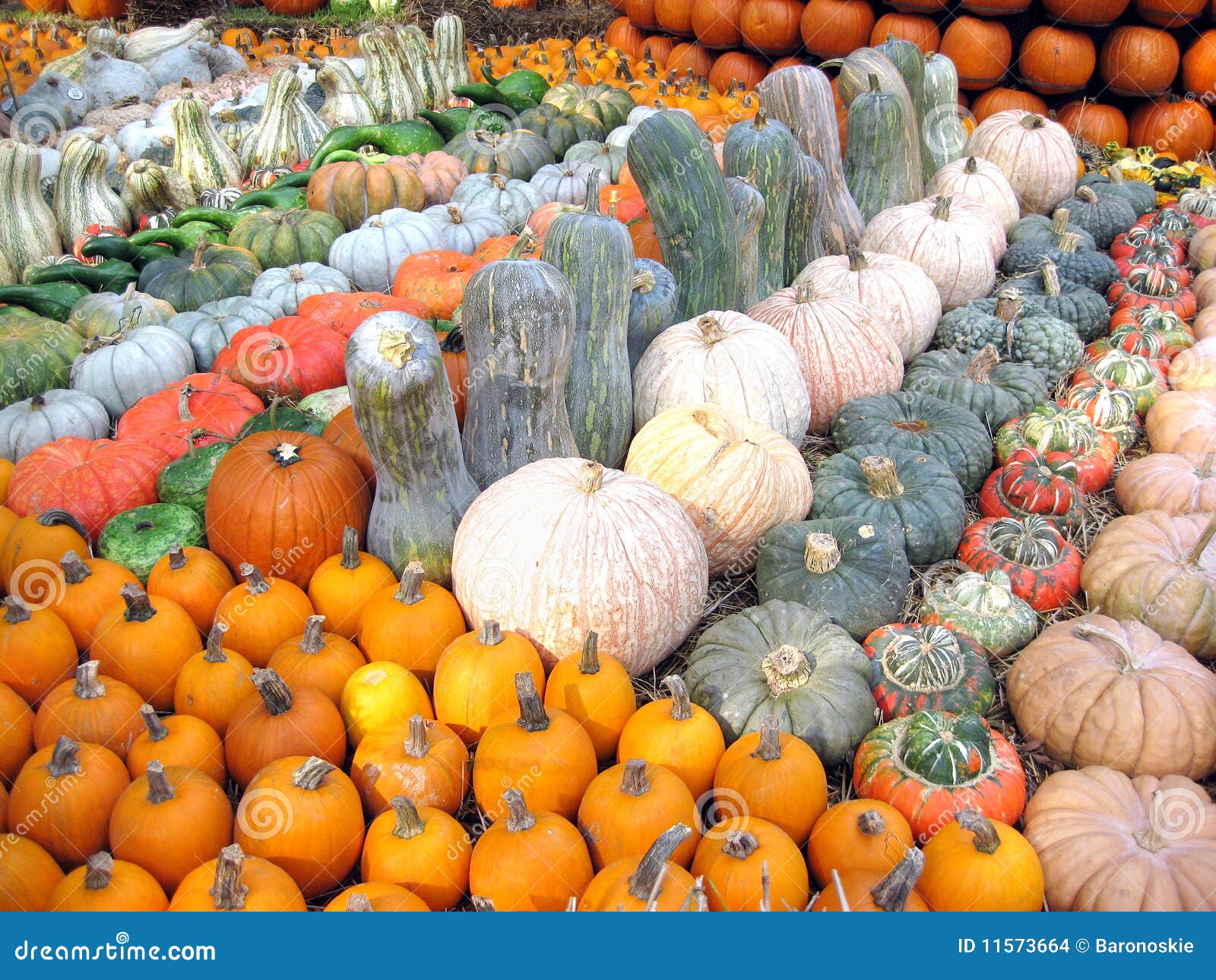 Pompoenen, Pompoenen En Pompoenen Stock Foto - Image of sinaasappel ...