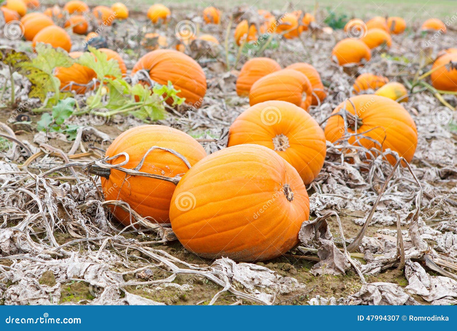 Pompoengebied Met Verschillende Types Van Pompoen Op De Herfstdag Stock ...