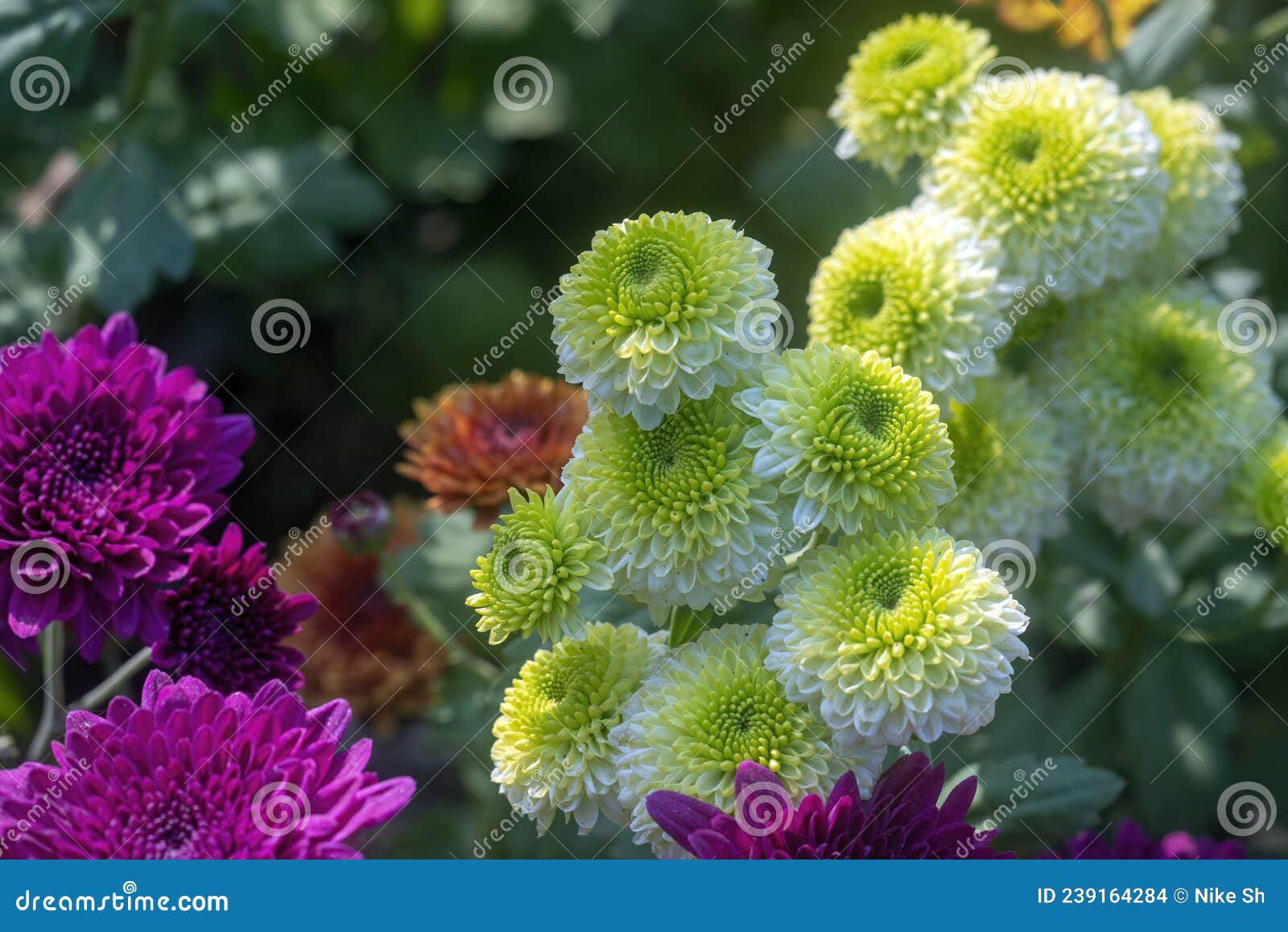 Pompon Chrysanthemum Flowers Stock Photo - Image of pompon, floral ...