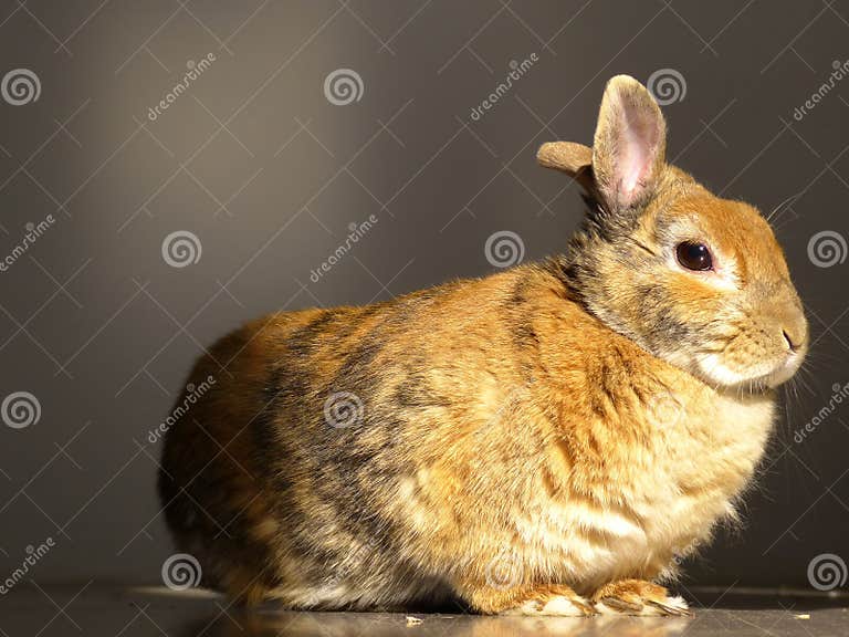 Rabbit stock image. Image of easter, pompon, cute, bunny - 140877001