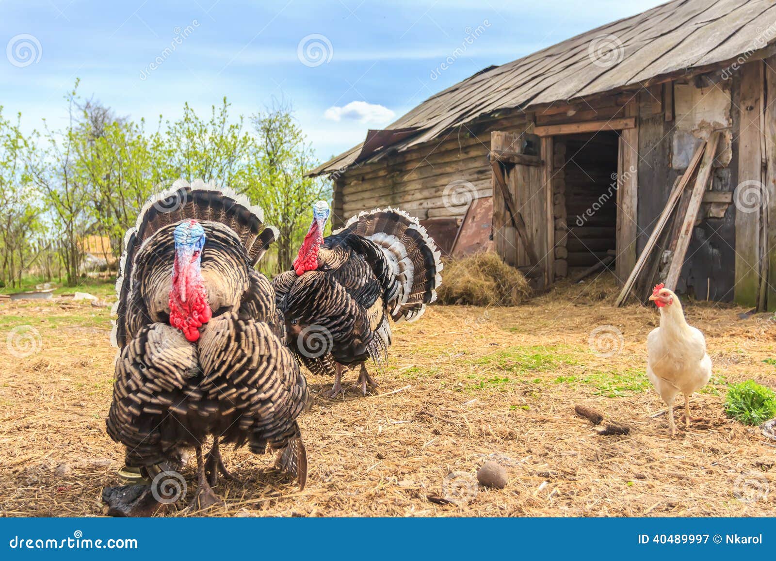 Pompous Male House Sparrow Passer Domesticus Appears To Be ...