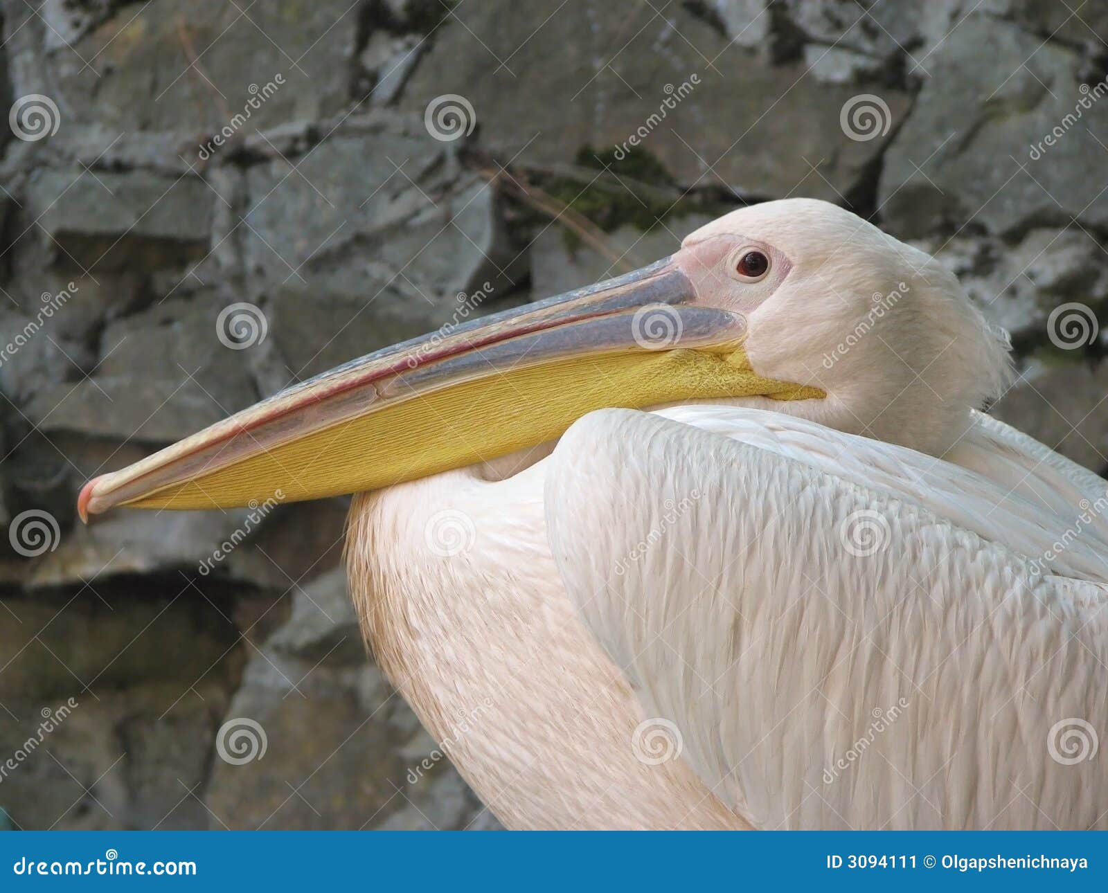 Pompous pelican stock image. Image of wildlife, nature - 3094111
