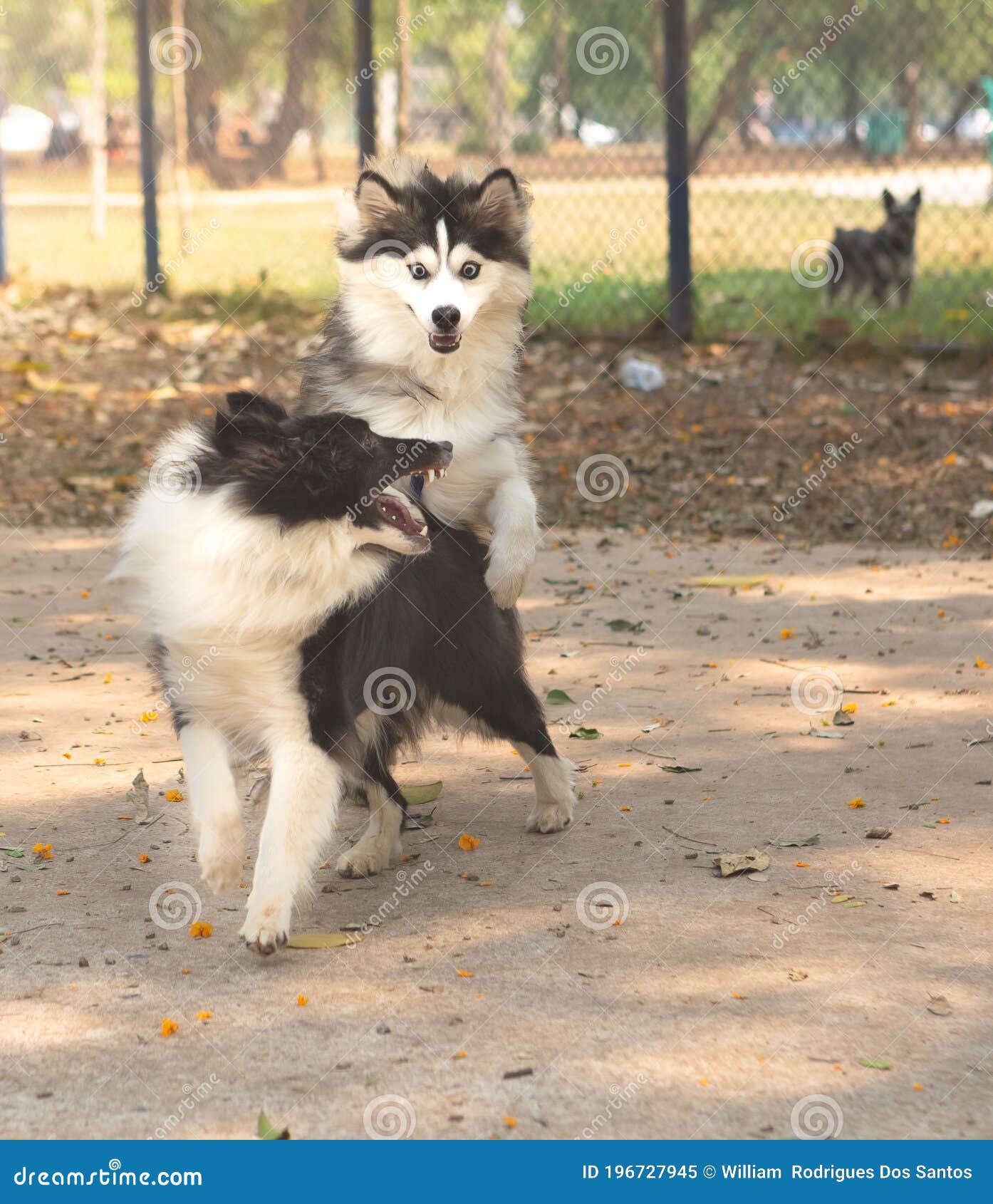 Pomsky Playing with a Shetland Shepherd in a Park Stock Image - Image ...
