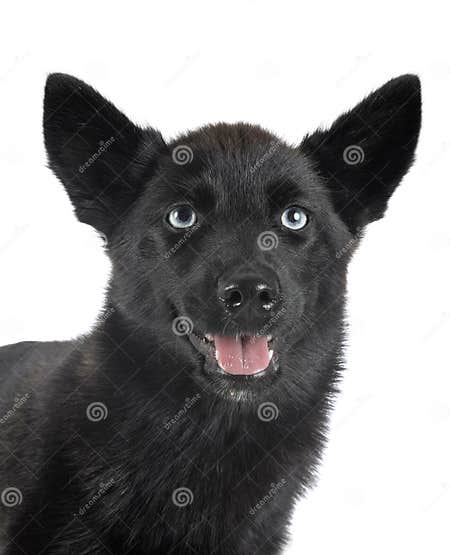 Pomsky in studio stock image. Image of white, pomsky - 162039435