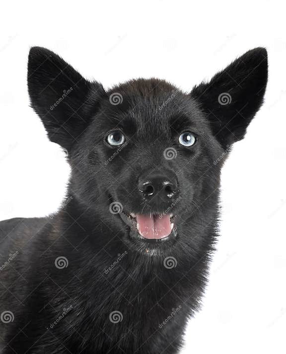 Pomsky in studio stock image. Image of white, pomsky - 162039435