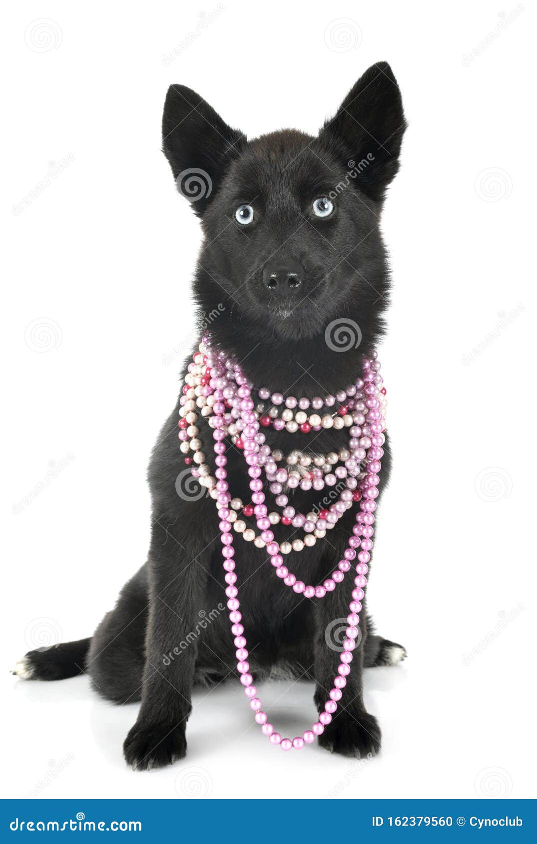 Pomsky in studio stock photo. Image of pomeranian, breed - 162379560