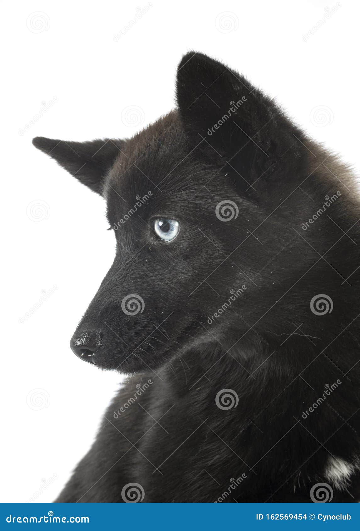 Pomsky in studio stock photo. Image of mixed, crossbred - 162569454