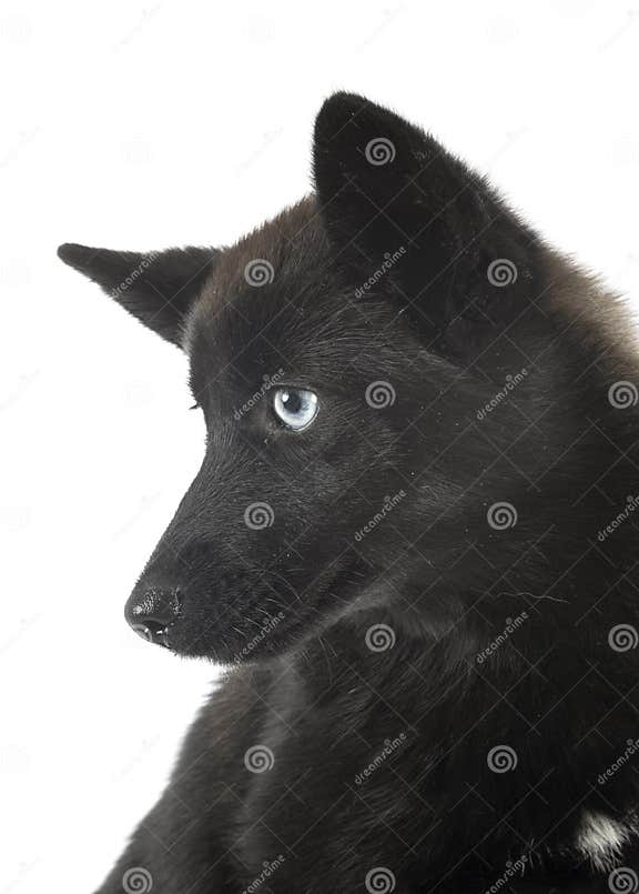 Pomsky in studio stock image. Image of pomeranian, siberian - 162736667