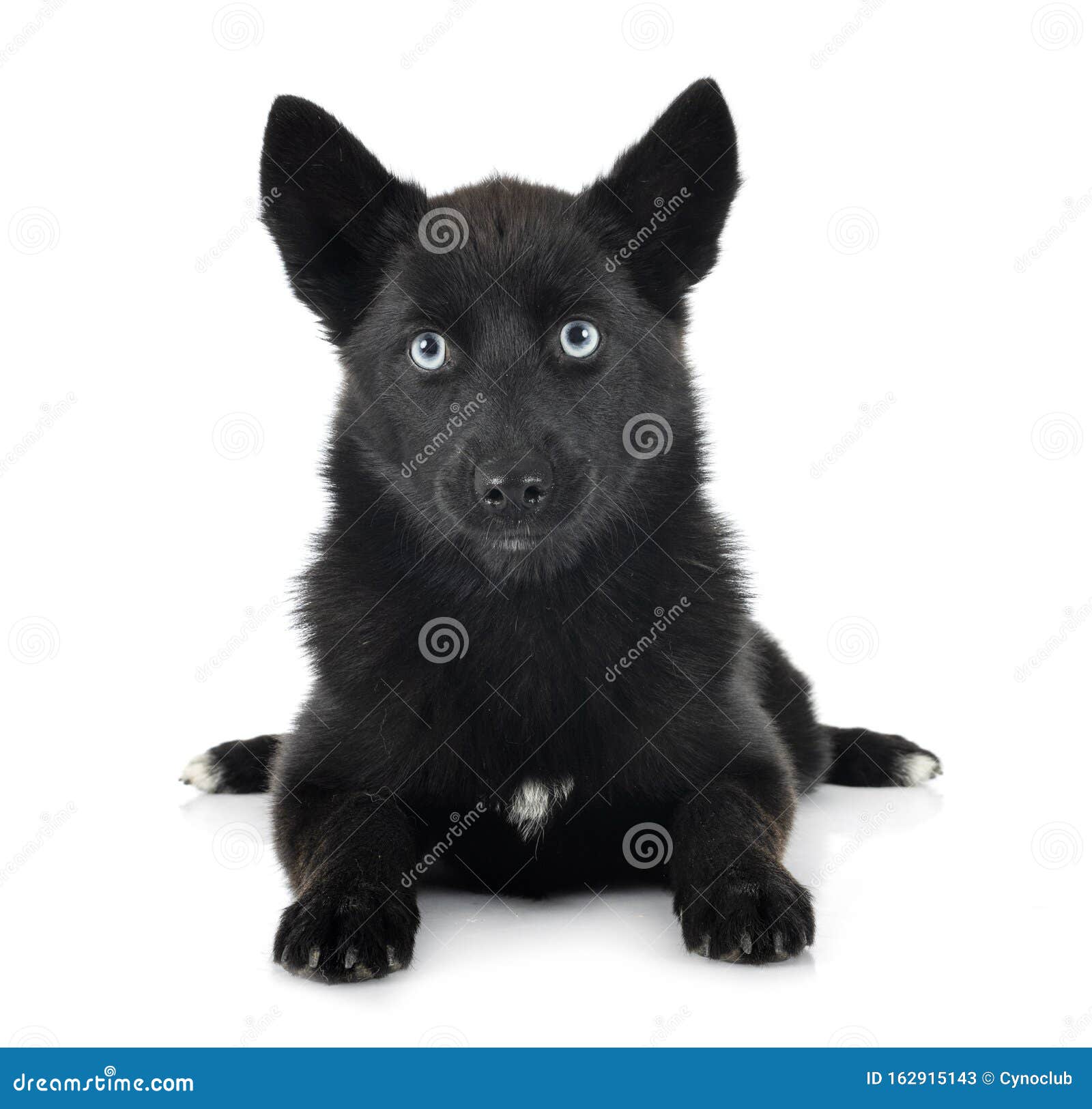 Pomsky in studio stock image. Image of spitz, white - 162915143