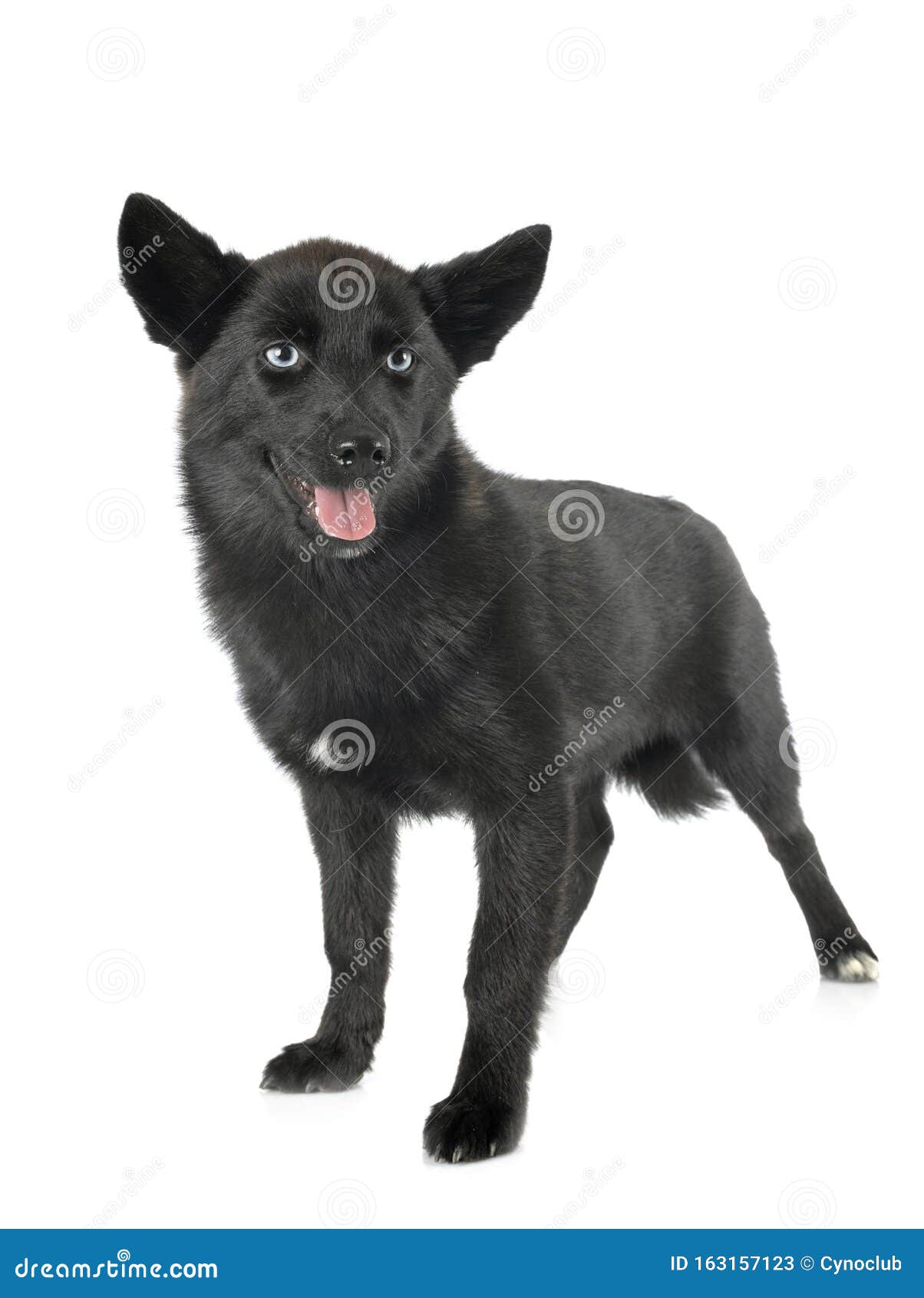 Pomsky in studio stock image. Image of siberian, puppy - 163157123