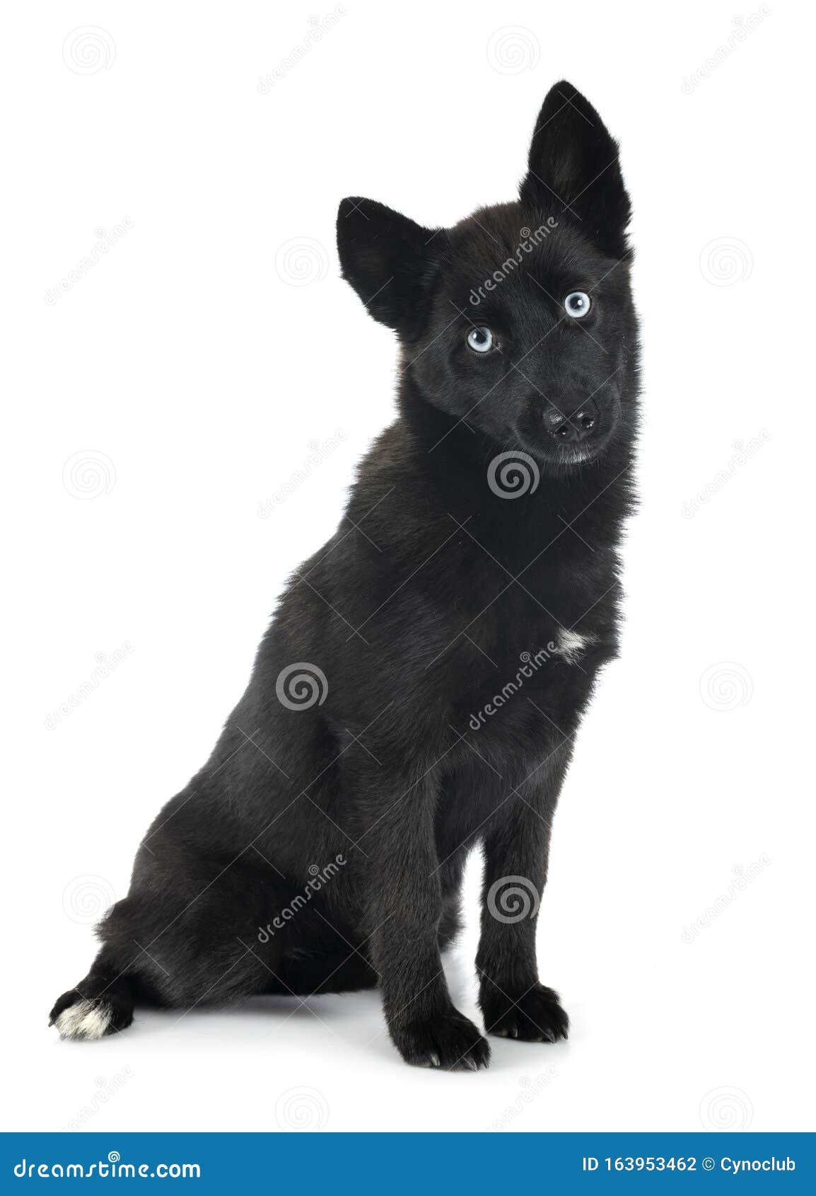Pomsky in studio stock photo. Image of hybrid, husky - 163953462