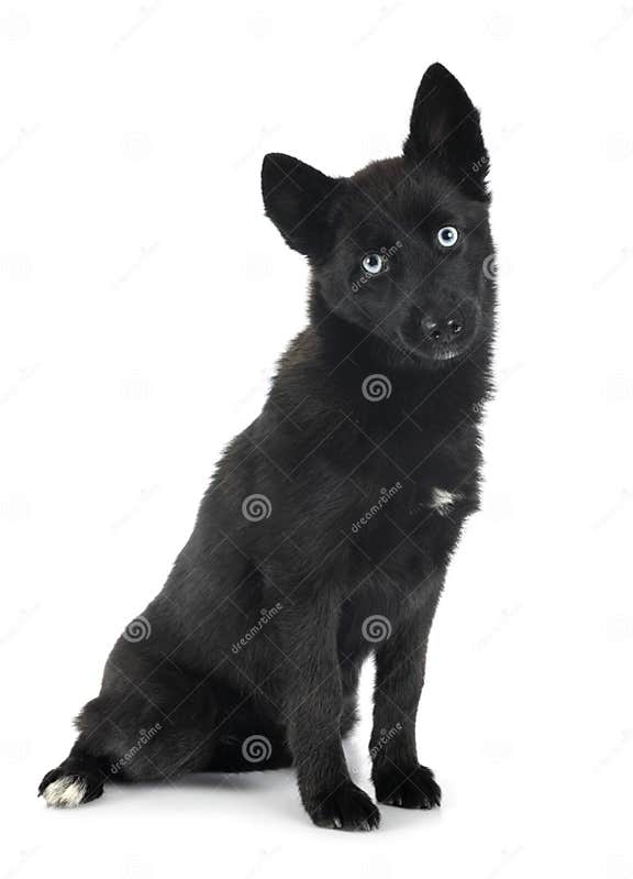 Pomsky in studio stock photo. Image of hybrid, husky - 163953462