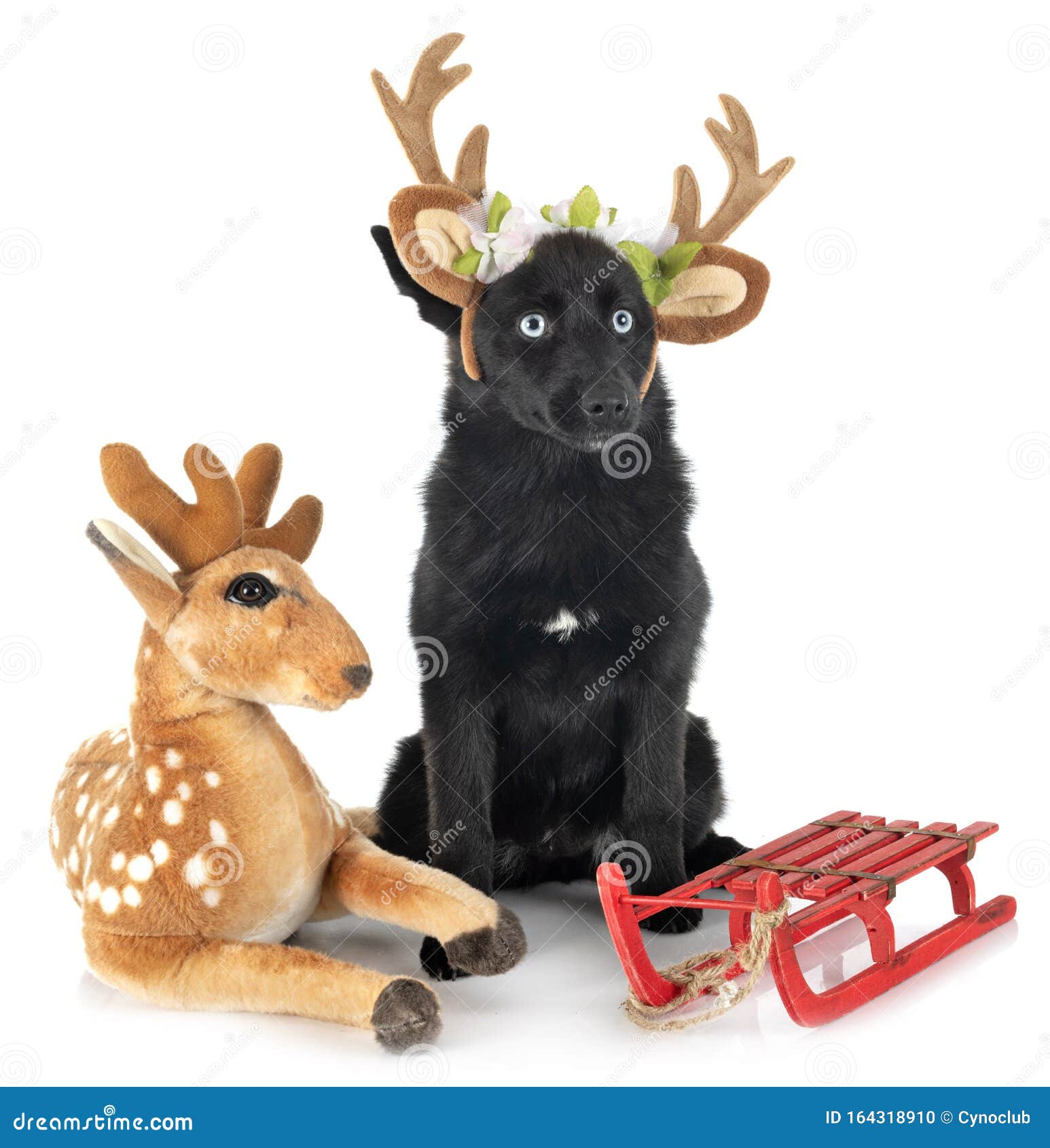 Pomsky in studio stock photo. Image of christmas, fancy - 164318910