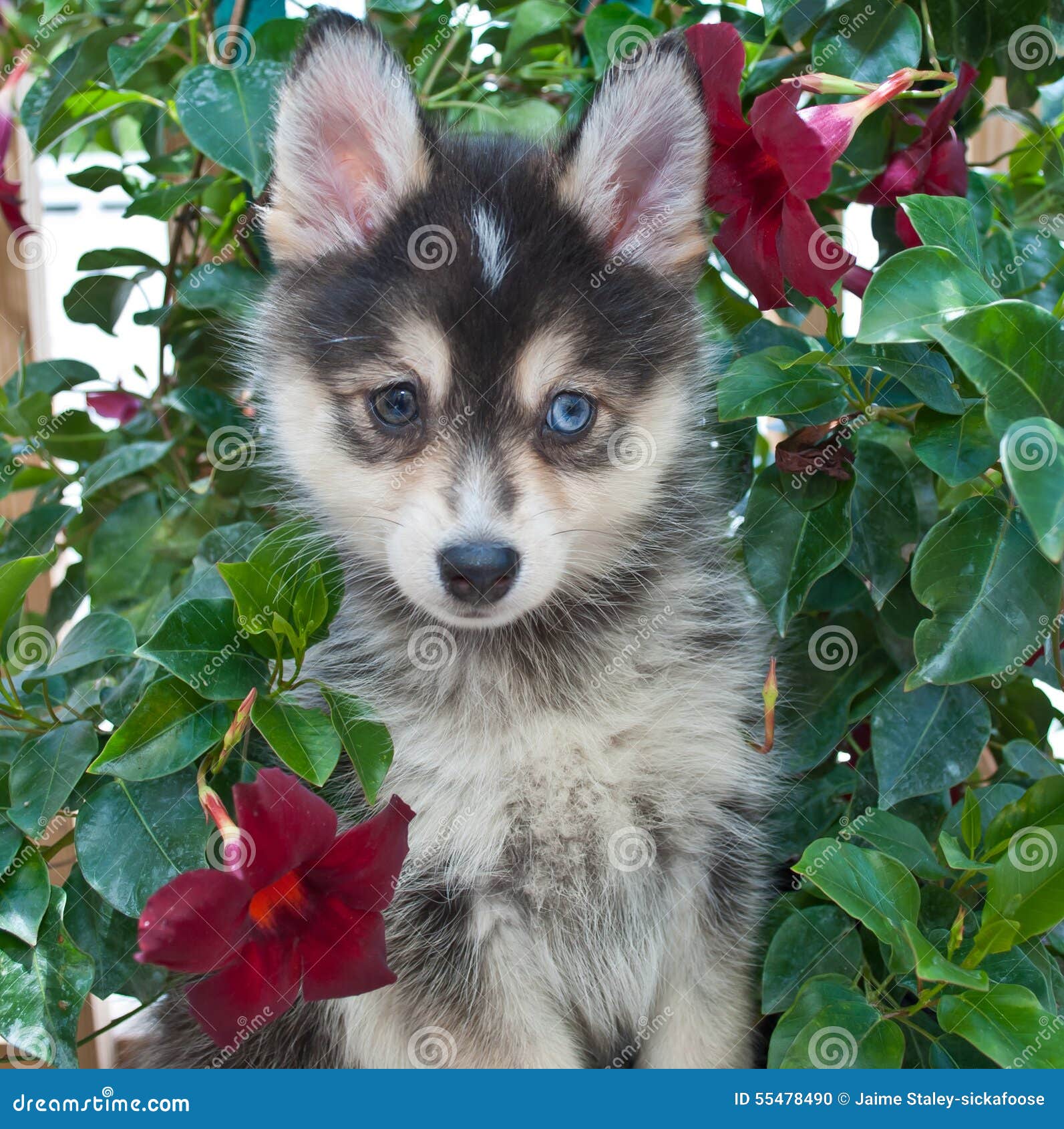 Pomsky-Welpe stockfoto. Bild von hund, flockig, tiere - 55478490