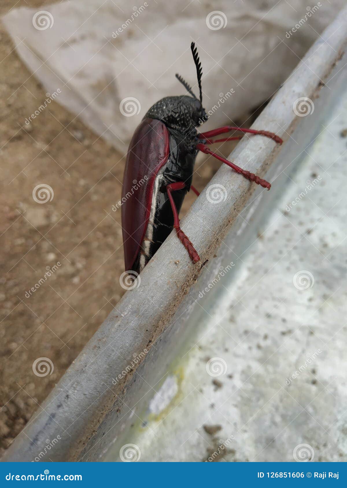 Pon Vandu Photo Stock Photos - Free & Royalty-Free Stock Photos from ...