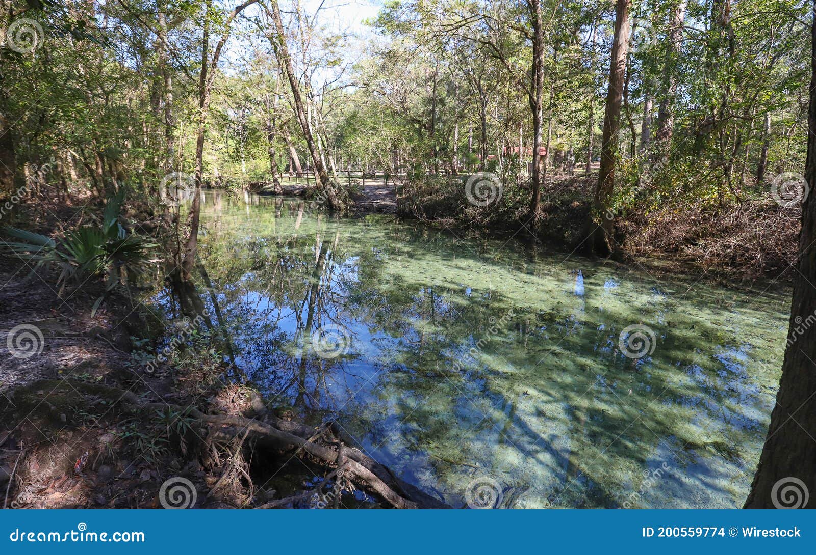 Ponce De Leon Springs Spring Run Stock Photo - Image of river ...