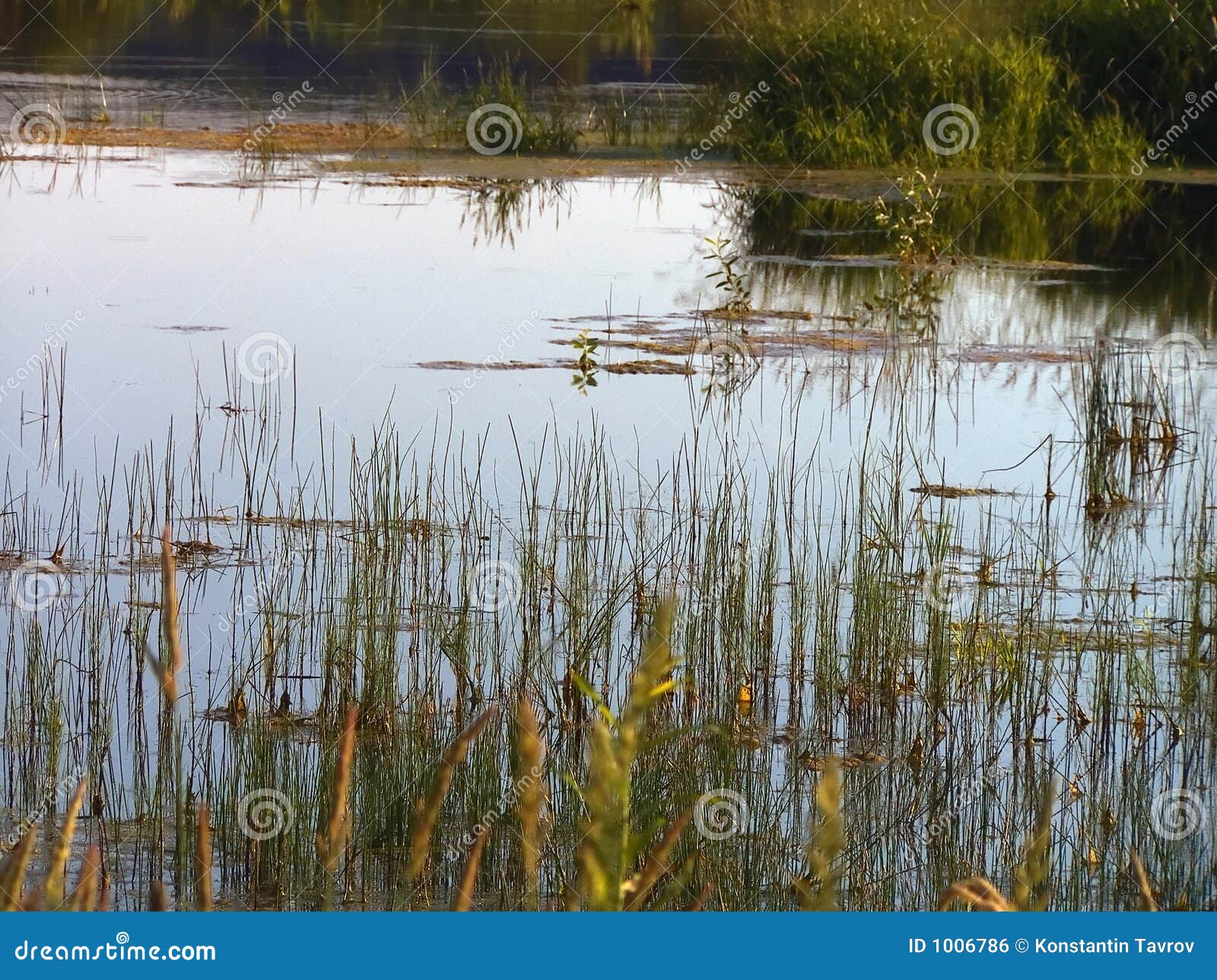 Pond stock photo. Image of locality, region, green, nature - 1006786