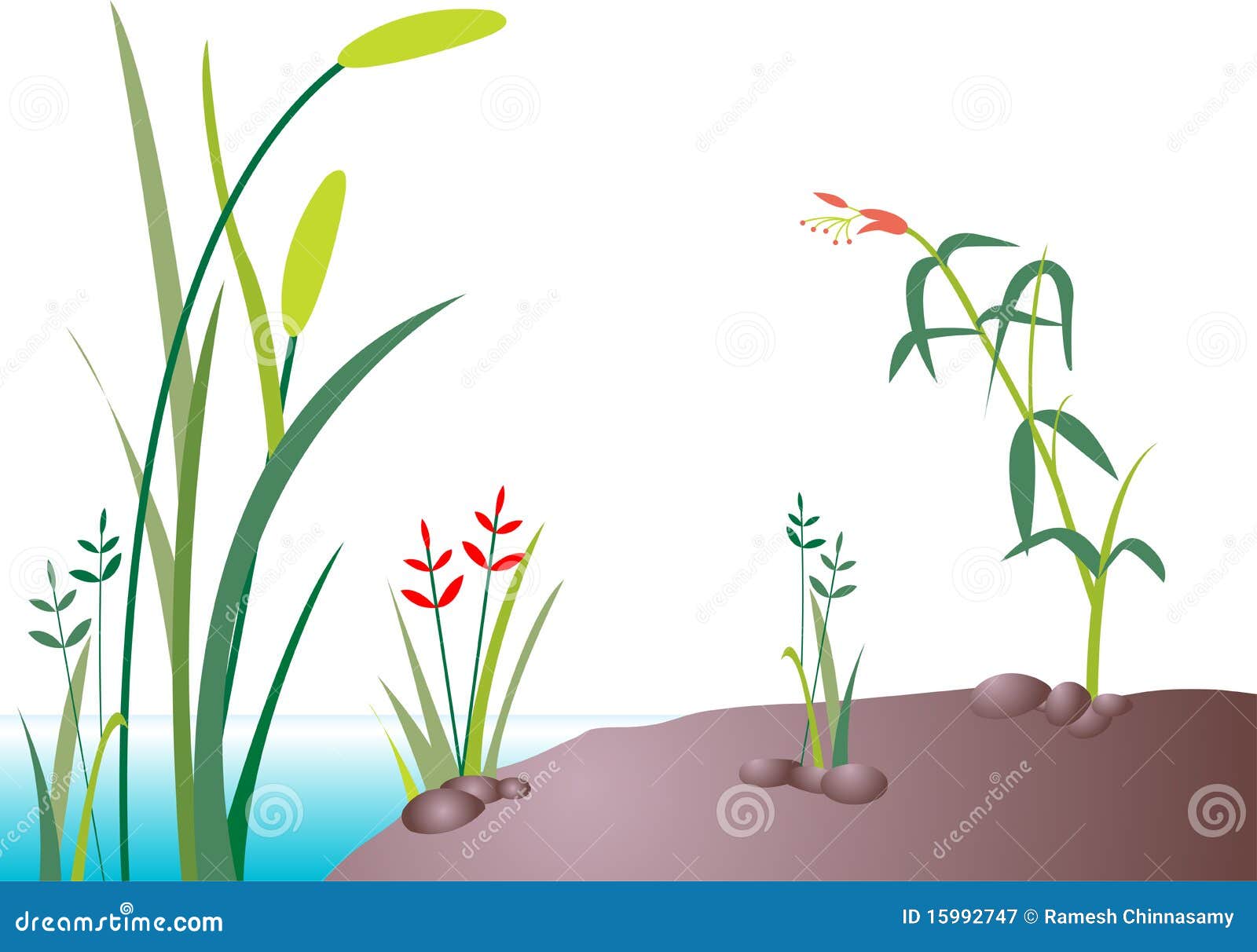 Pond stock vector. Illustration of flowers, white, harmony - 15992747