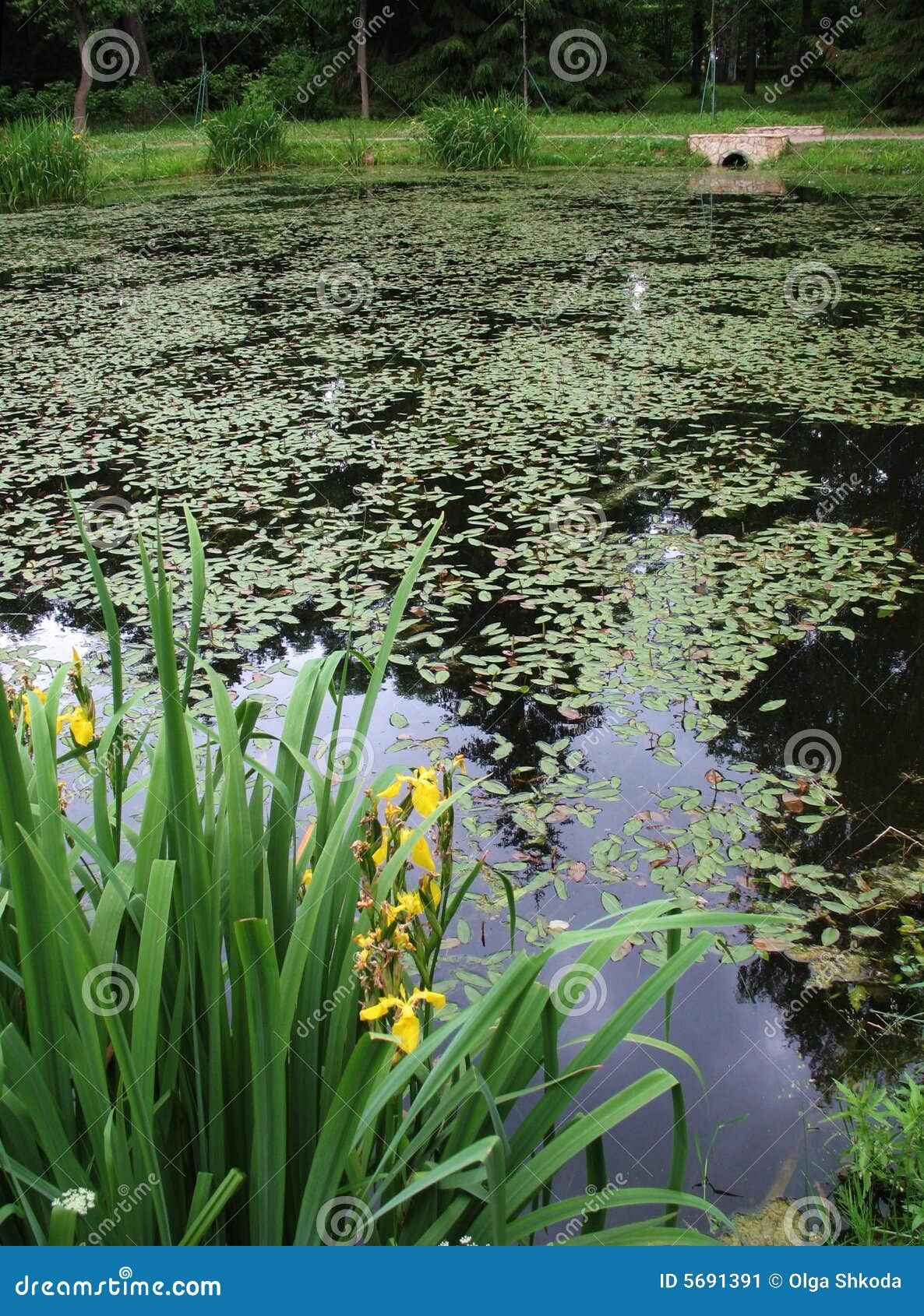 A pond stock image. Image of plans, forest, green, water - 5691391